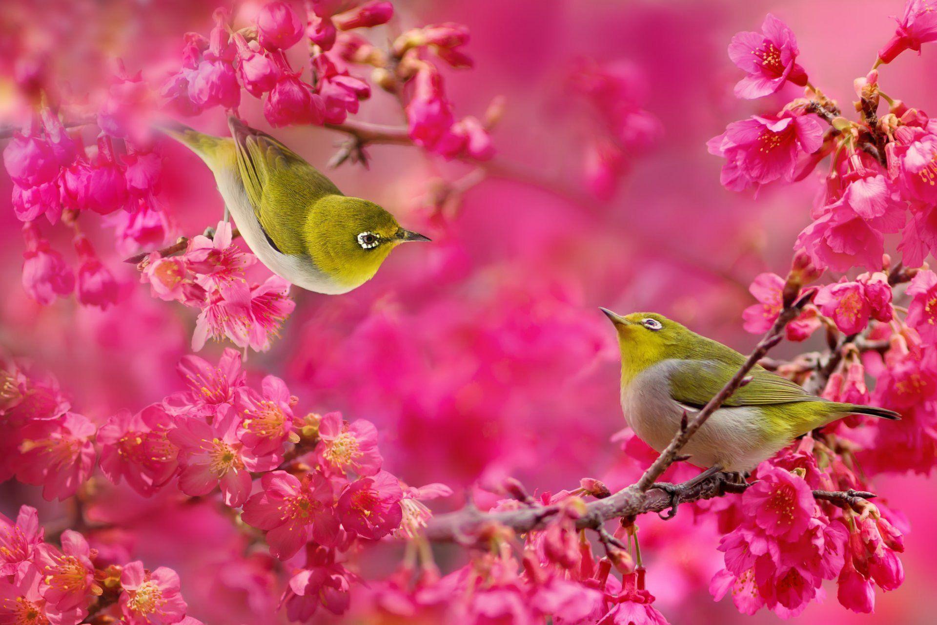 Spring Flowers and Birds Wallpapers - Top Free Spring Flowers and Birds ...