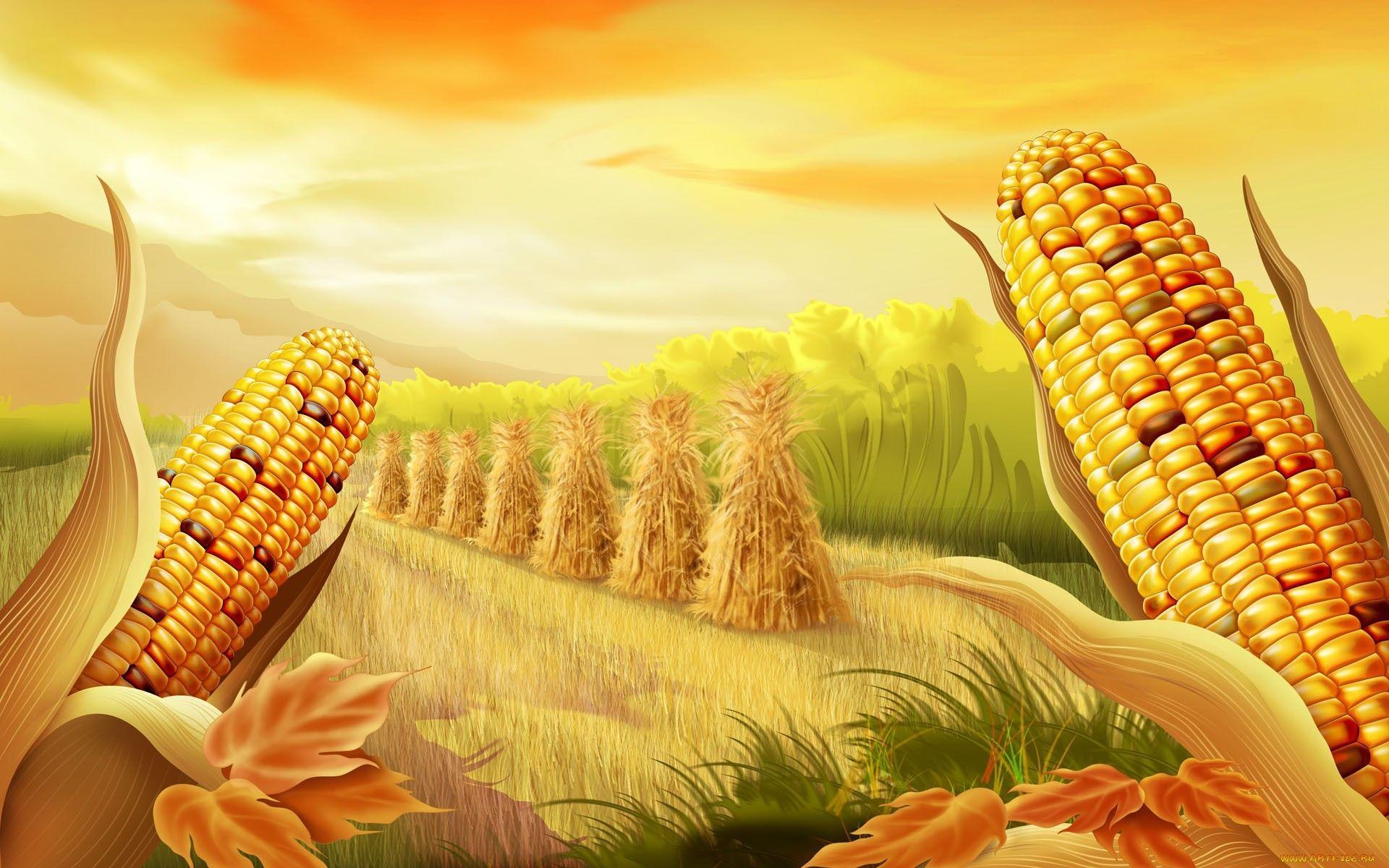 Corn Desktop Wallpapers - Top Free Corn Desktop Backgrounds ...