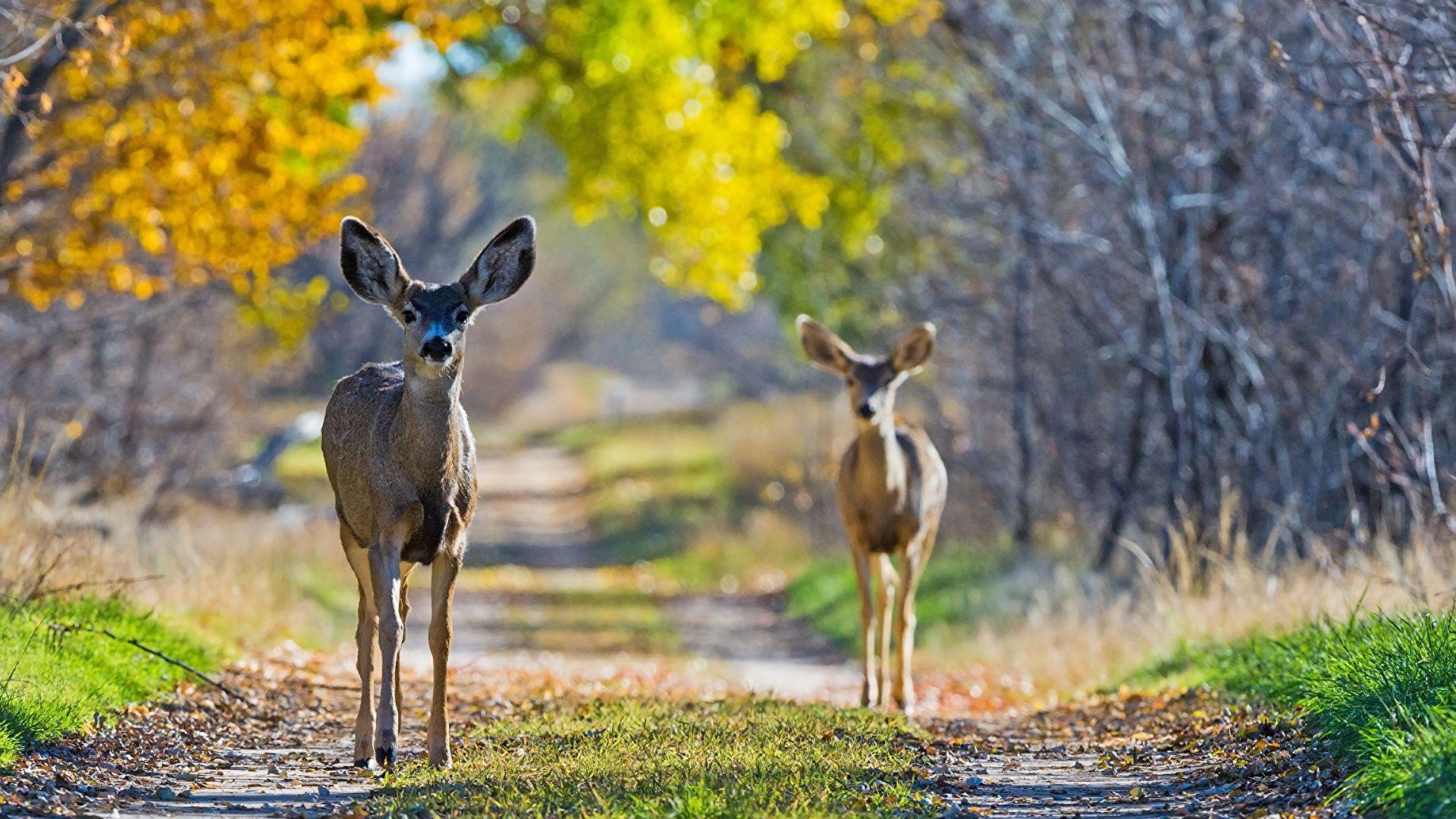 Autumn Deer Wallpapers - Top Free Autumn Deer Backgrounds - WallpaperAccess