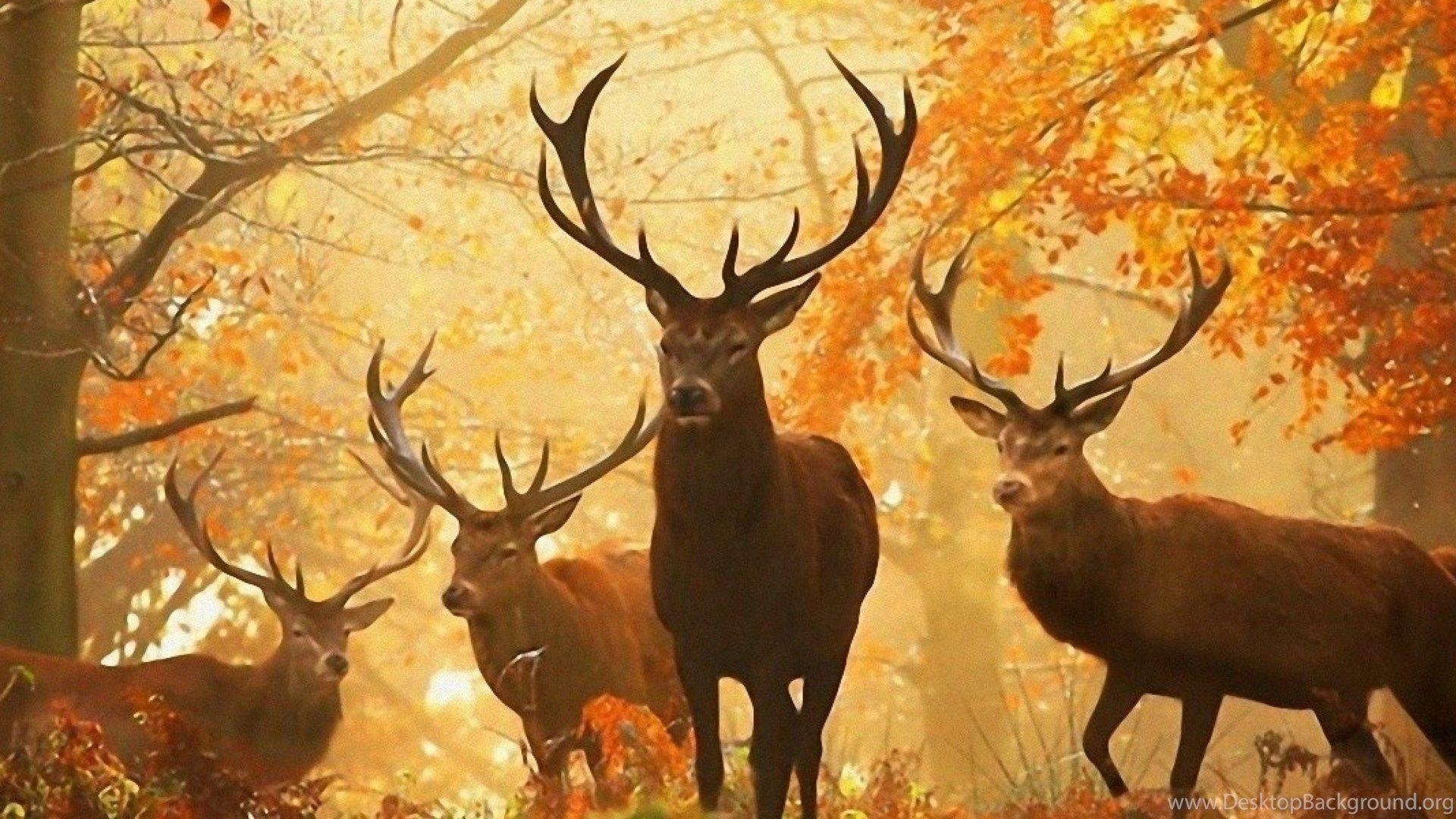 Autumn Deer Wallpapers - Top Free Autumn Deer Backgrounds - WallpaperAccess