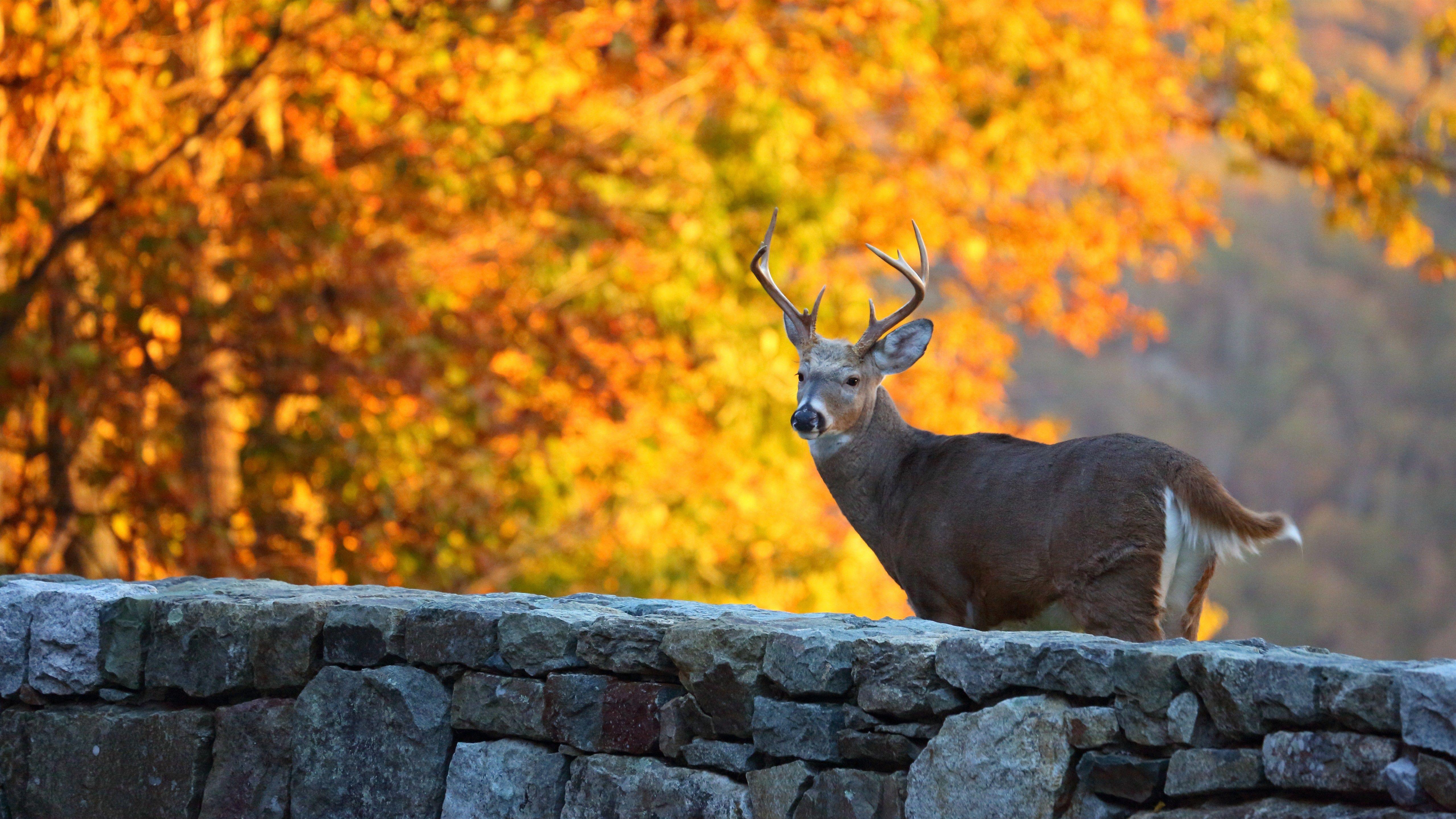 Autumn Deer Wallpapers - Top Free Autumn Deer Backgrounds - WallpaperAccess
