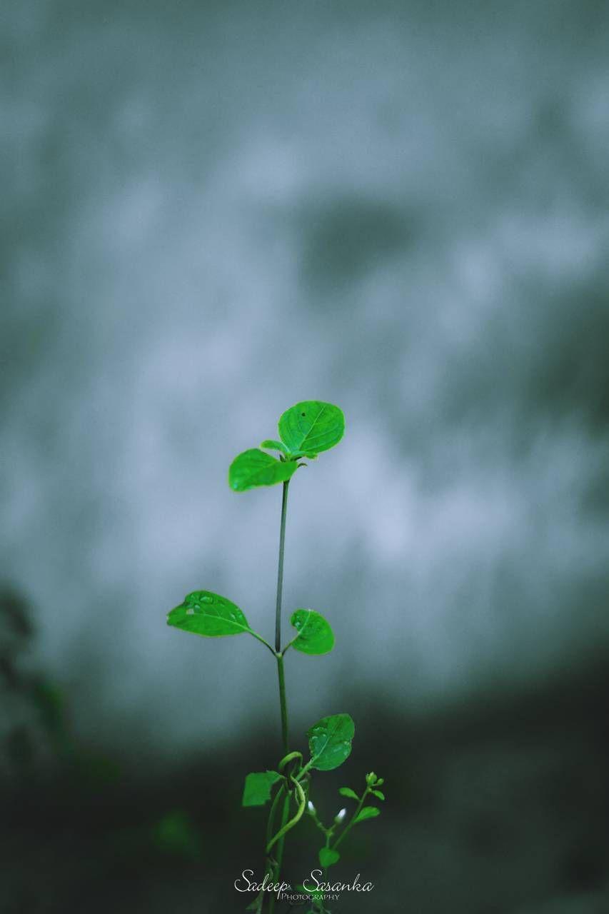 Small Plant Wallpapers - Top Free Small Plant Backgrounds - WallpaperAccess