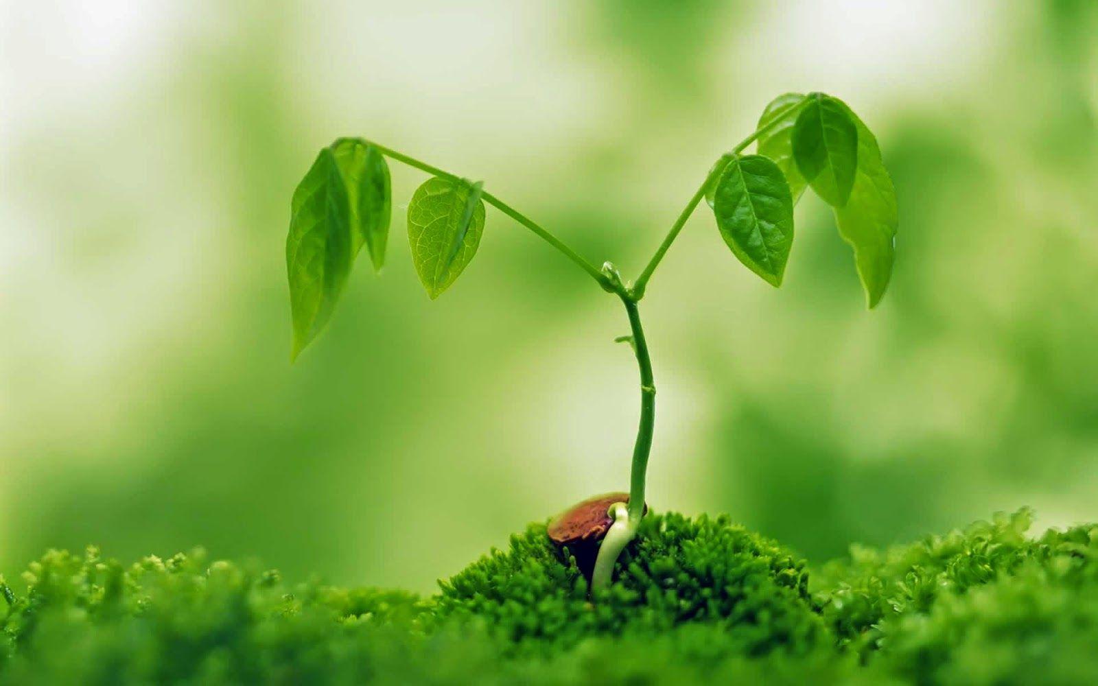 Small Plant Wallpapers - Top Free Small Plant Backgrounds - WallpaperAccess