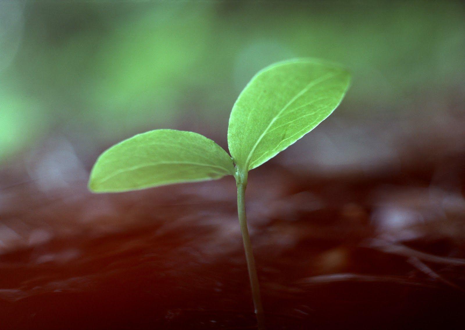 Small Plant Wallpapers - Top Free Small Plant Backgrounds - WallpaperAccess