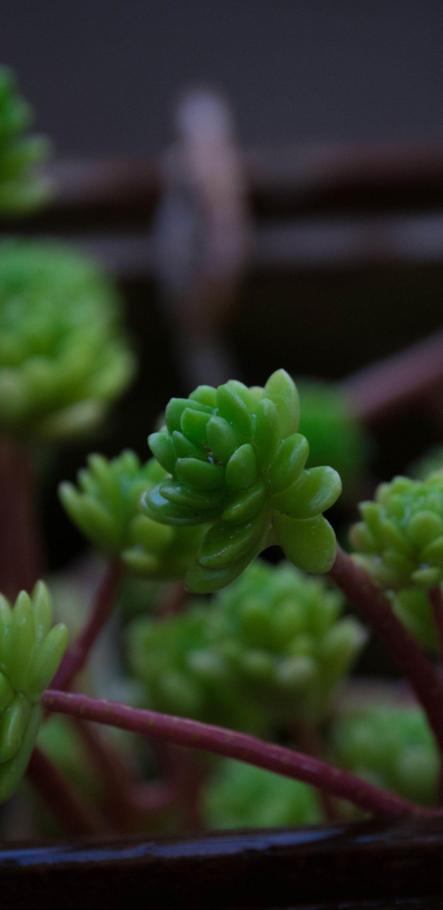 Small Plant Wallpapers - Top Free Small Plant Backgrounds - WallpaperAccess