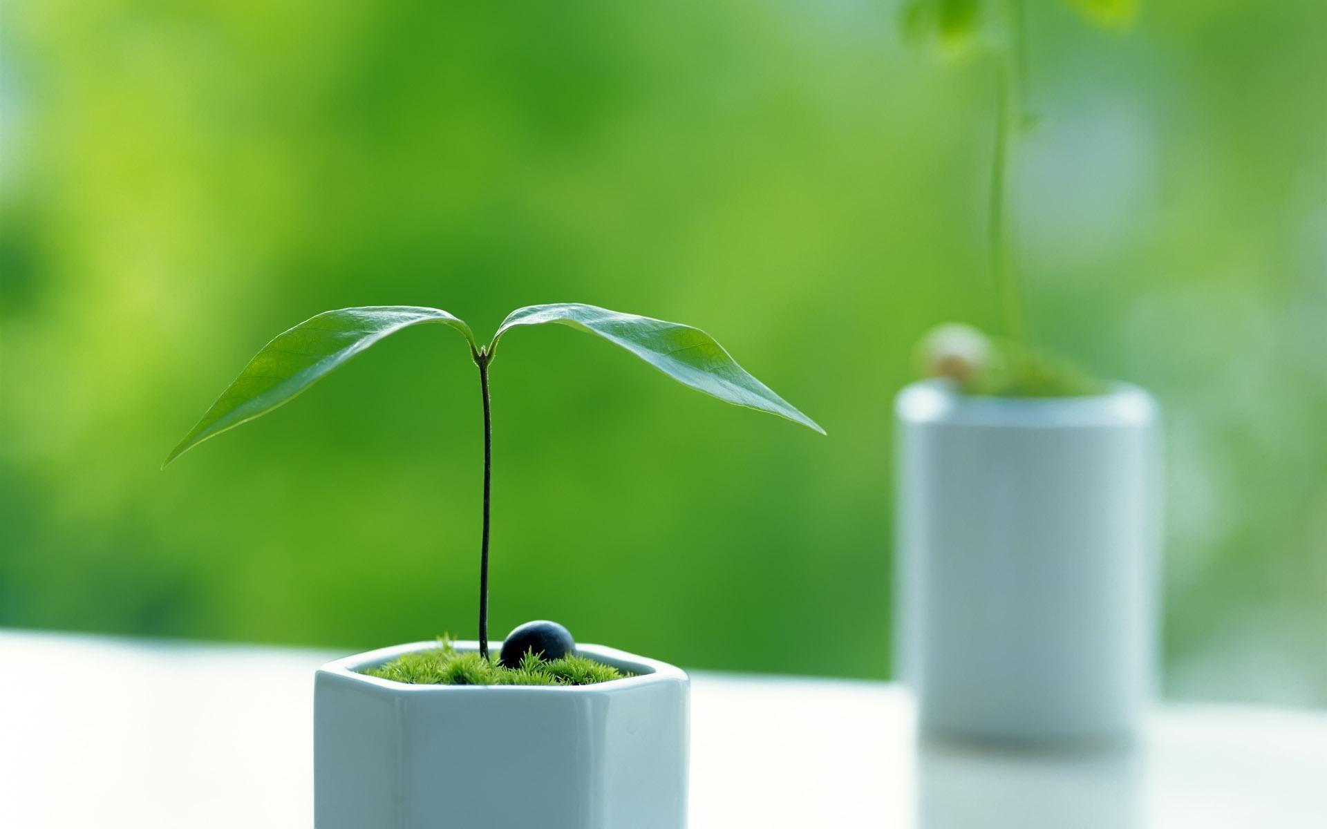 Small Plant Wallpapers - Top Free Small Plant Backgrounds - WallpaperAccess