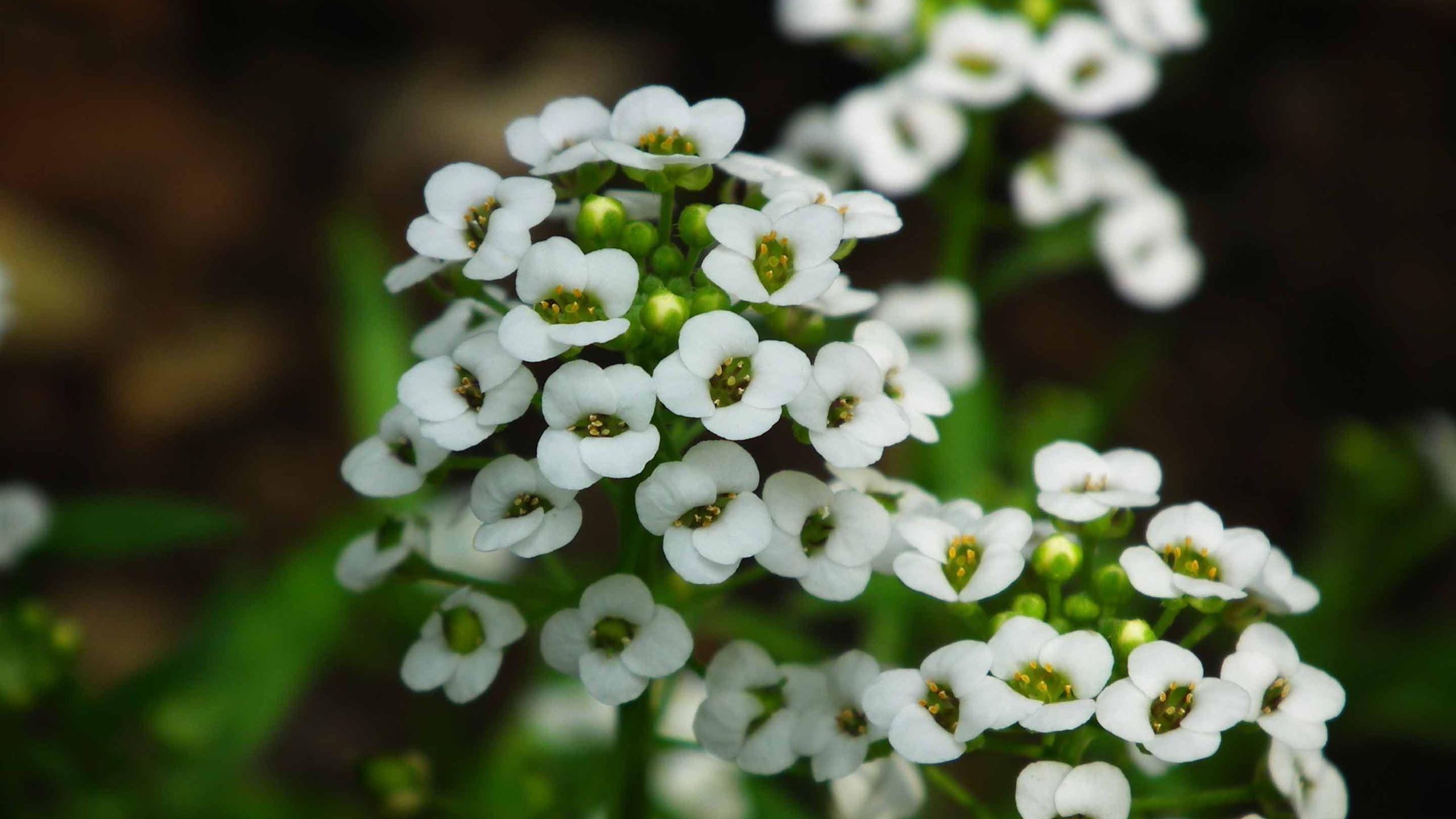 Small Plant Wallpapers - Top Free Small Plant Backgrounds - WallpaperAccess