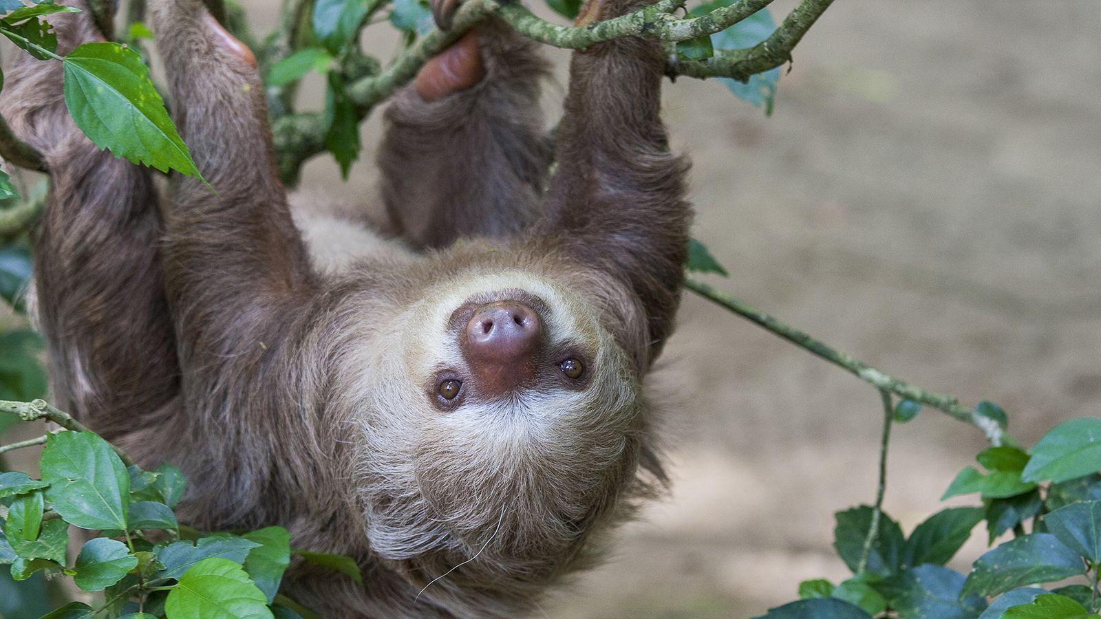 Sloth Desktop Wallpapers - Top Free Sloth Desktop Backgrounds ...