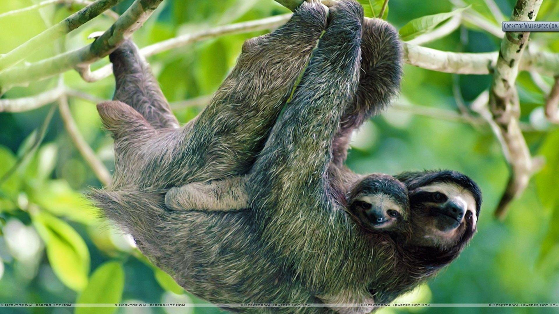 Sloth Desktop Wallpapers - Top Free Sloth Desktop Backgrounds ...