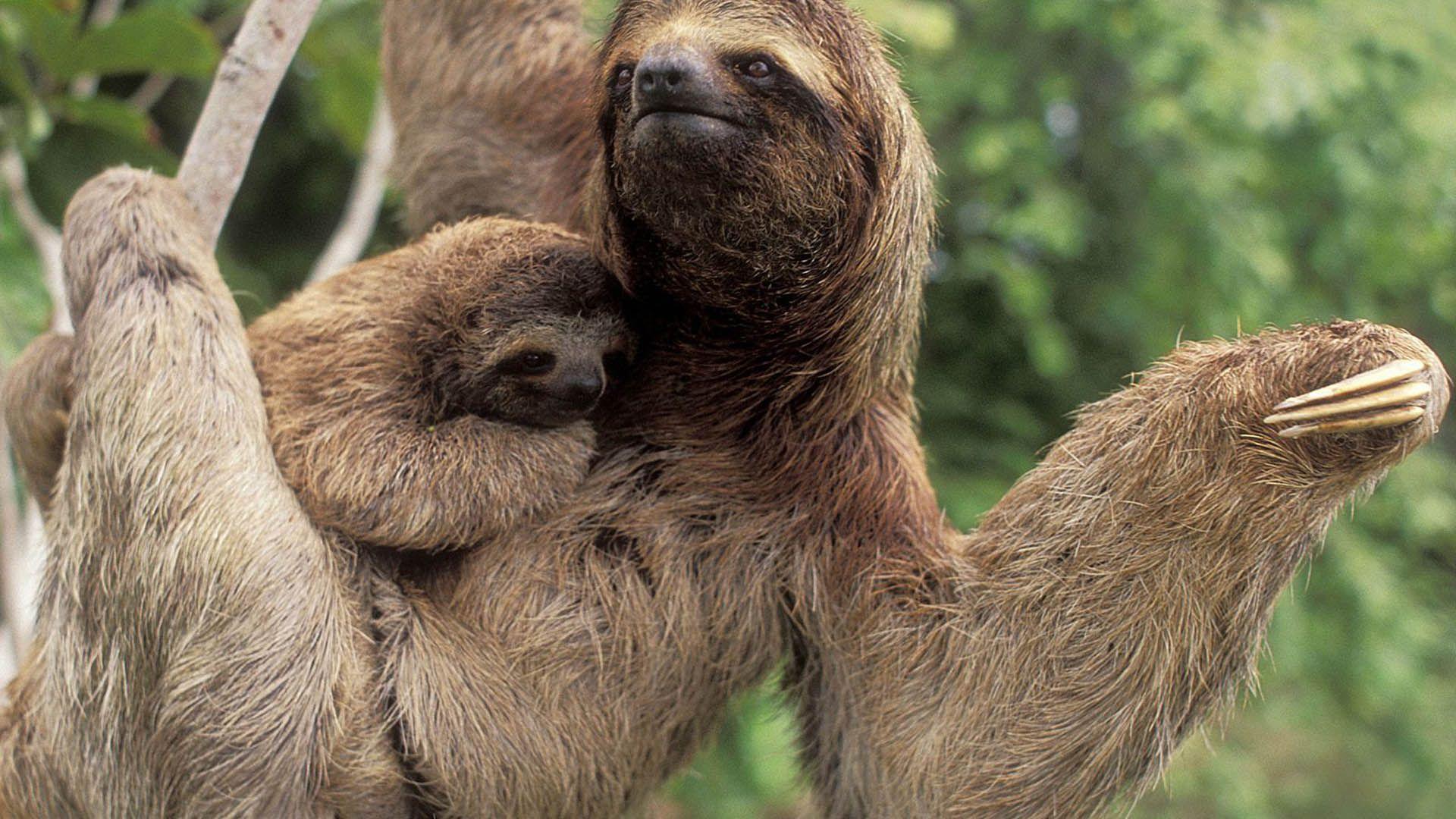 Sloth Desktop Wallpapers - Top Free Sloth Desktop Backgrounds ...