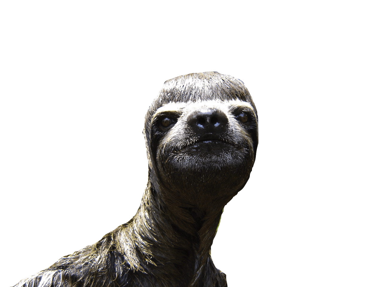 Sloth Desktop Wallpapers - Top Free Sloth Desktop Backgrounds ...