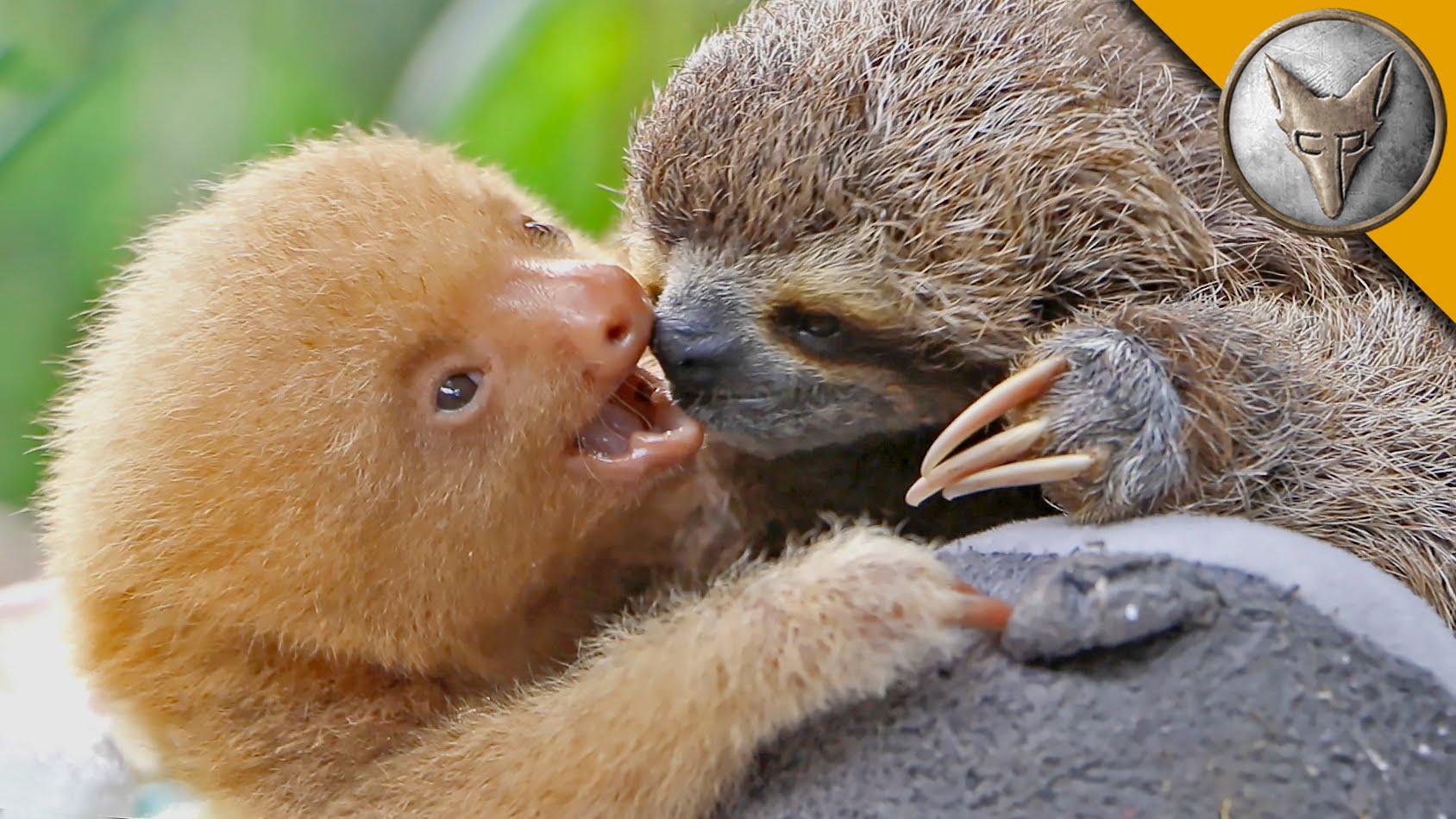 Sloth Desktop Wallpapers - Top Free Sloth Desktop Backgrounds ...