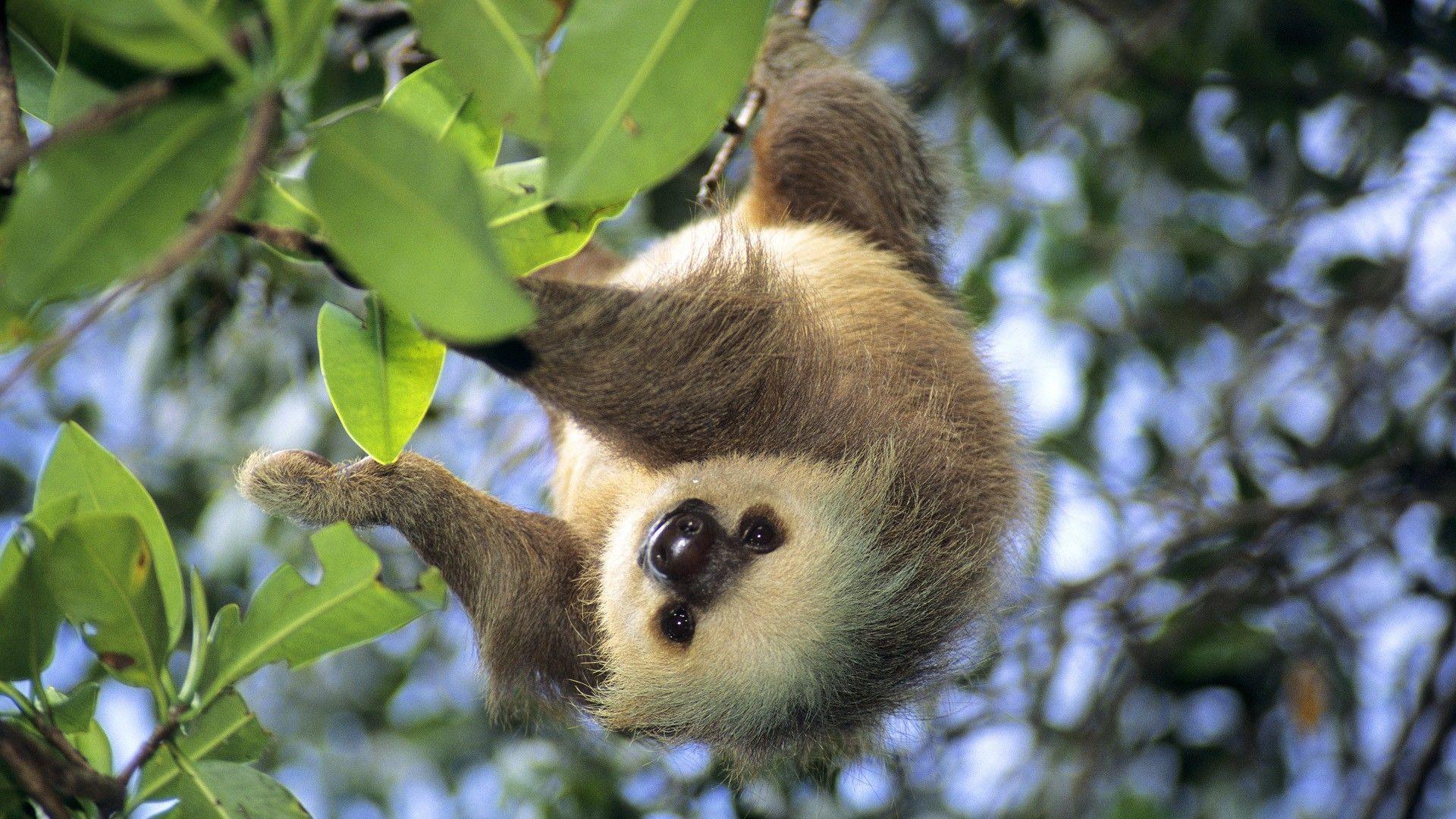 Sloth Desktop Wallpapers - Top Free Sloth Desktop Backgrounds ...