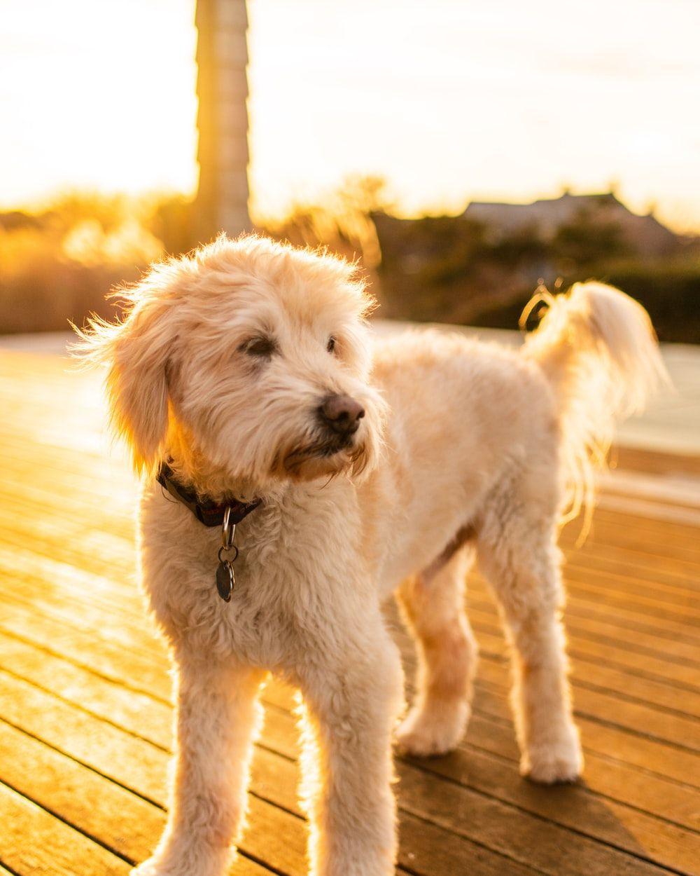 Goldendoodle HD Wallpapers - Top Free Goldendoodle HD Backgrounds ...