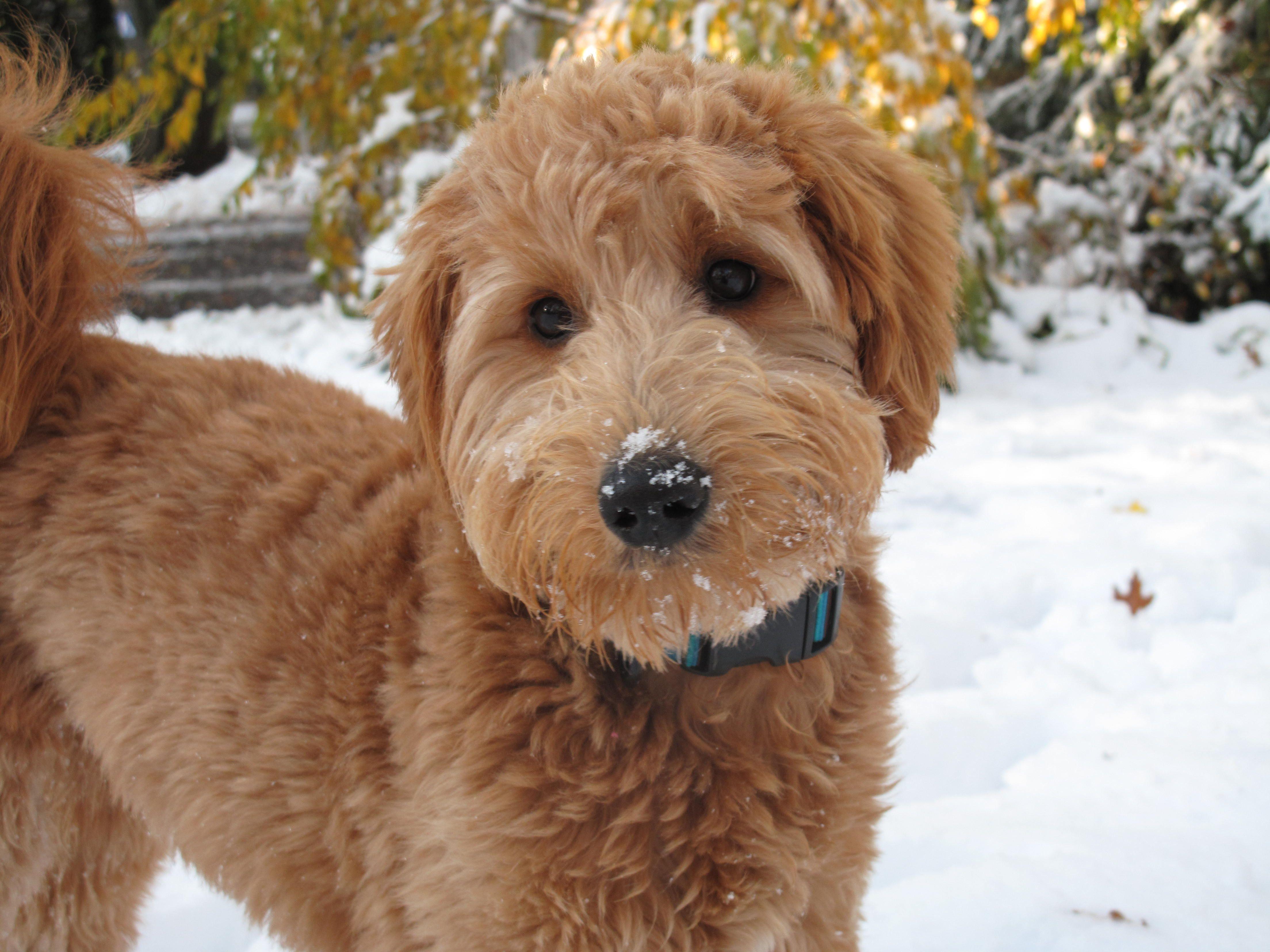 Goldendoodle HD Wallpapers - Top Free Goldendoodle HD Backgrounds ...