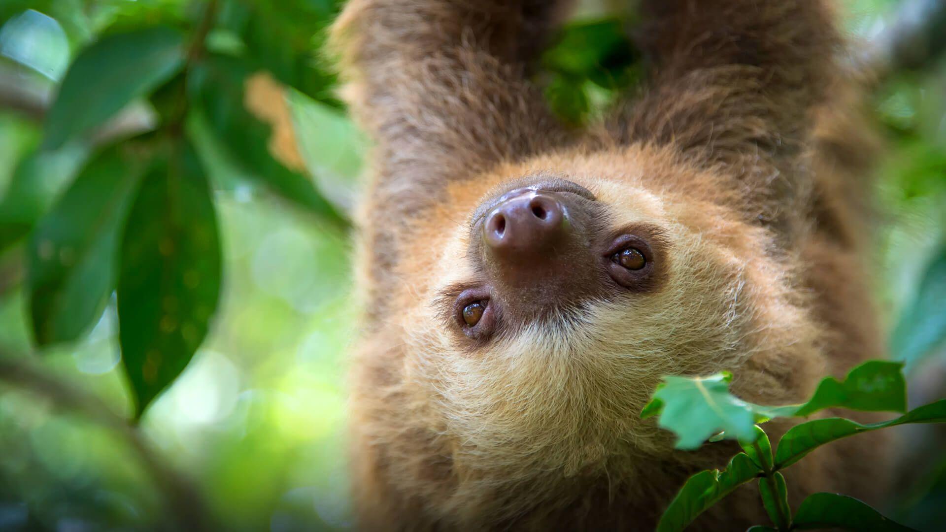Sloth Desktop Wallpapers - Top Free Sloth Desktop Backgrounds ...