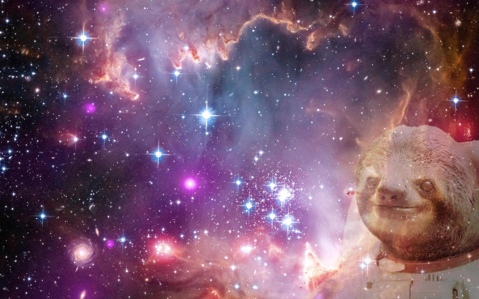 Sloth Desktop Wallpapers - Top Free Sloth Desktop Backgrounds ...