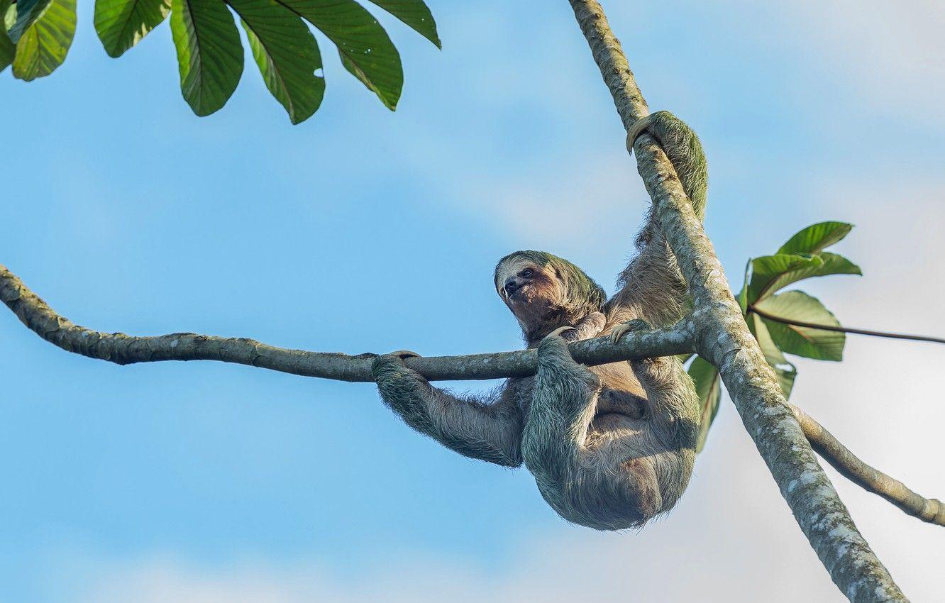 Sloth Desktop Wallpapers - Top Free Sloth Desktop Backgrounds ...