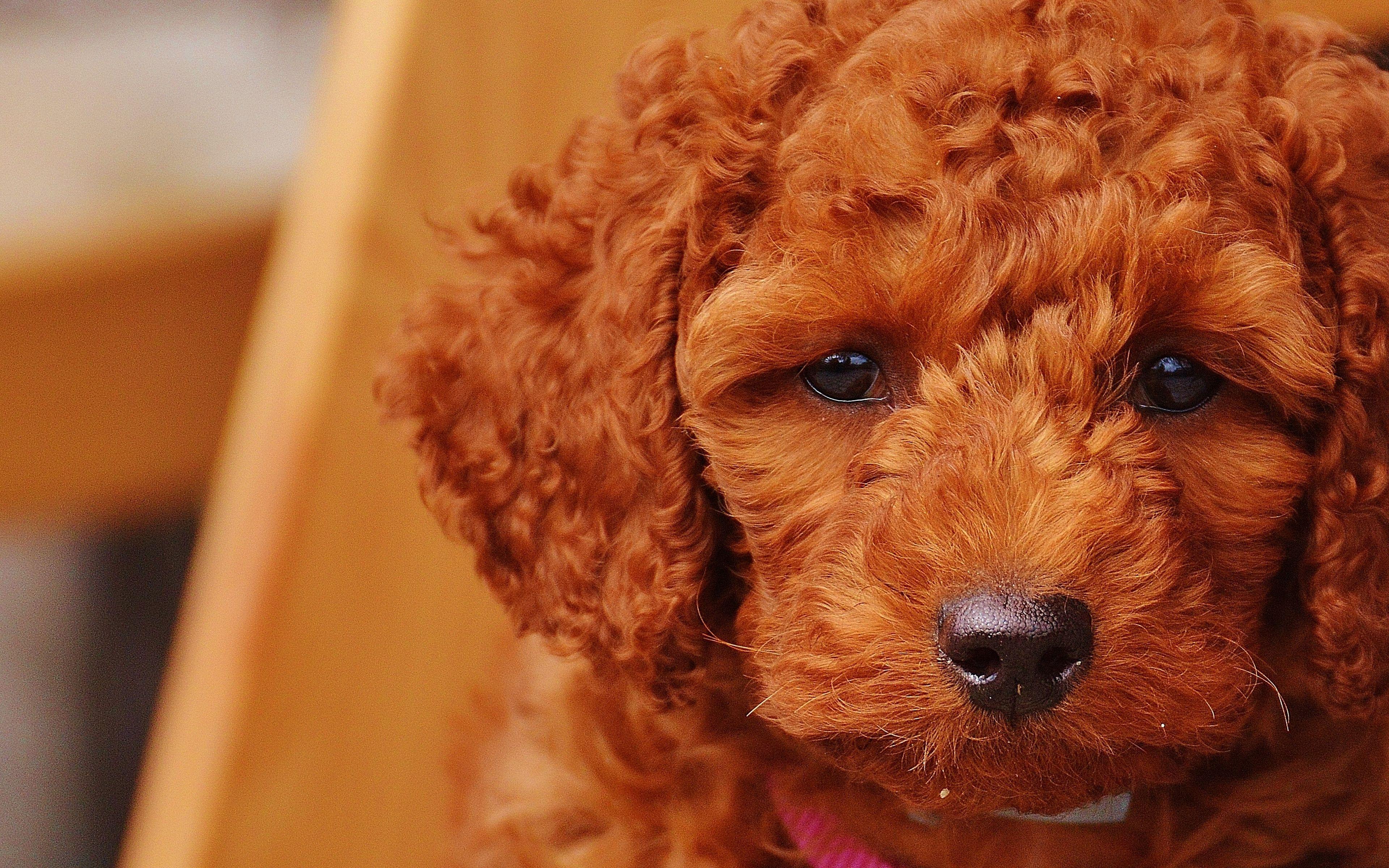 Goldendoodle HD Wallpapers - Top Free Goldendoodle HD Backgrounds ...