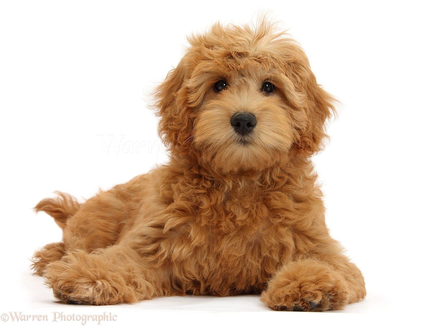 Goldendoodle HD Wallpapers - Top Free Goldendoodle HD Backgrounds ...