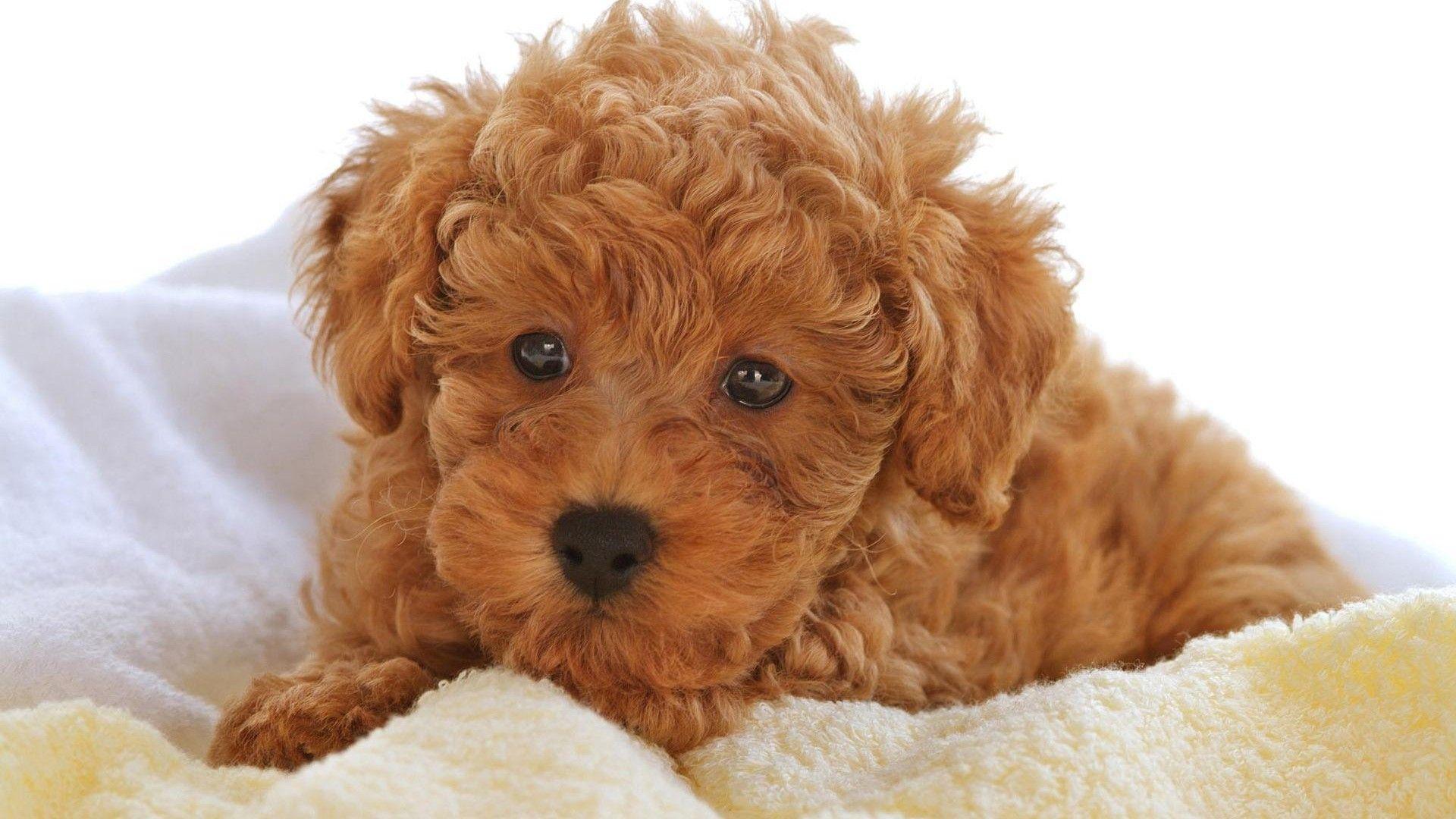 Goldendoodle HD Wallpapers - Top Free Goldendoodle HD Backgrounds ...