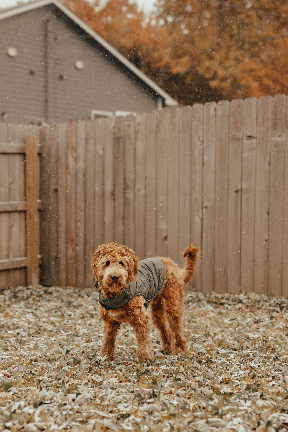 Goldendoodle HD Wallpapers - Top Free Goldendoodle HD Backgrounds ...