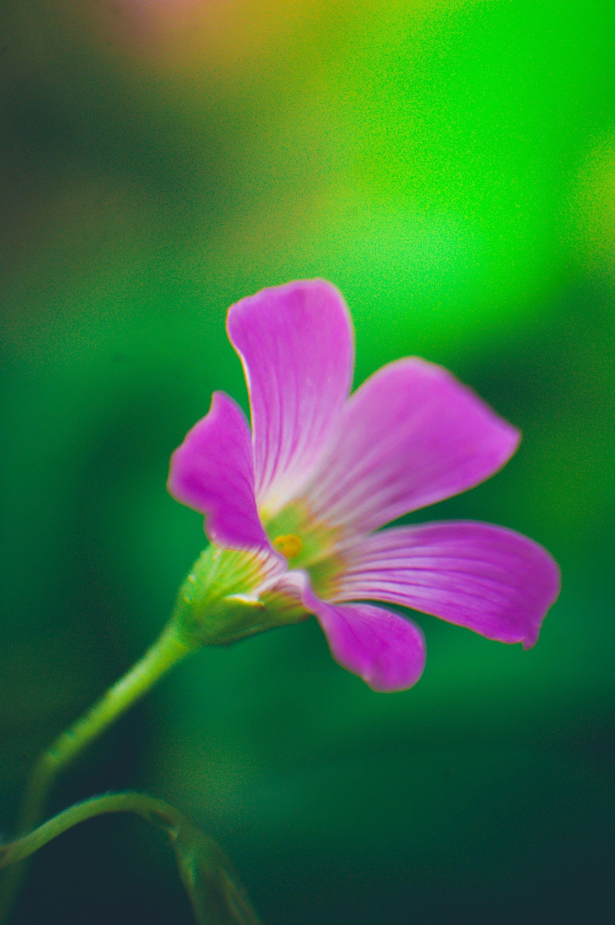 Natural Light Wallpapers - Top Free Natural Light Backgrounds ...