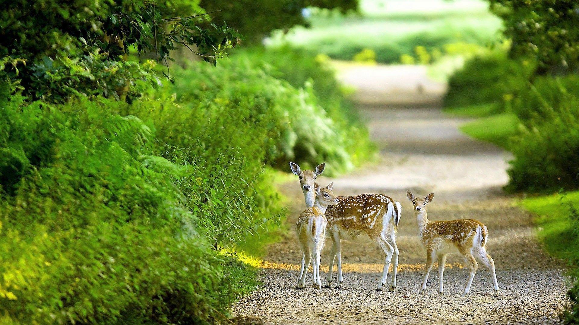 Nature Android HD Wallpapers - Top Free Nature Android HD Backgrounds ...