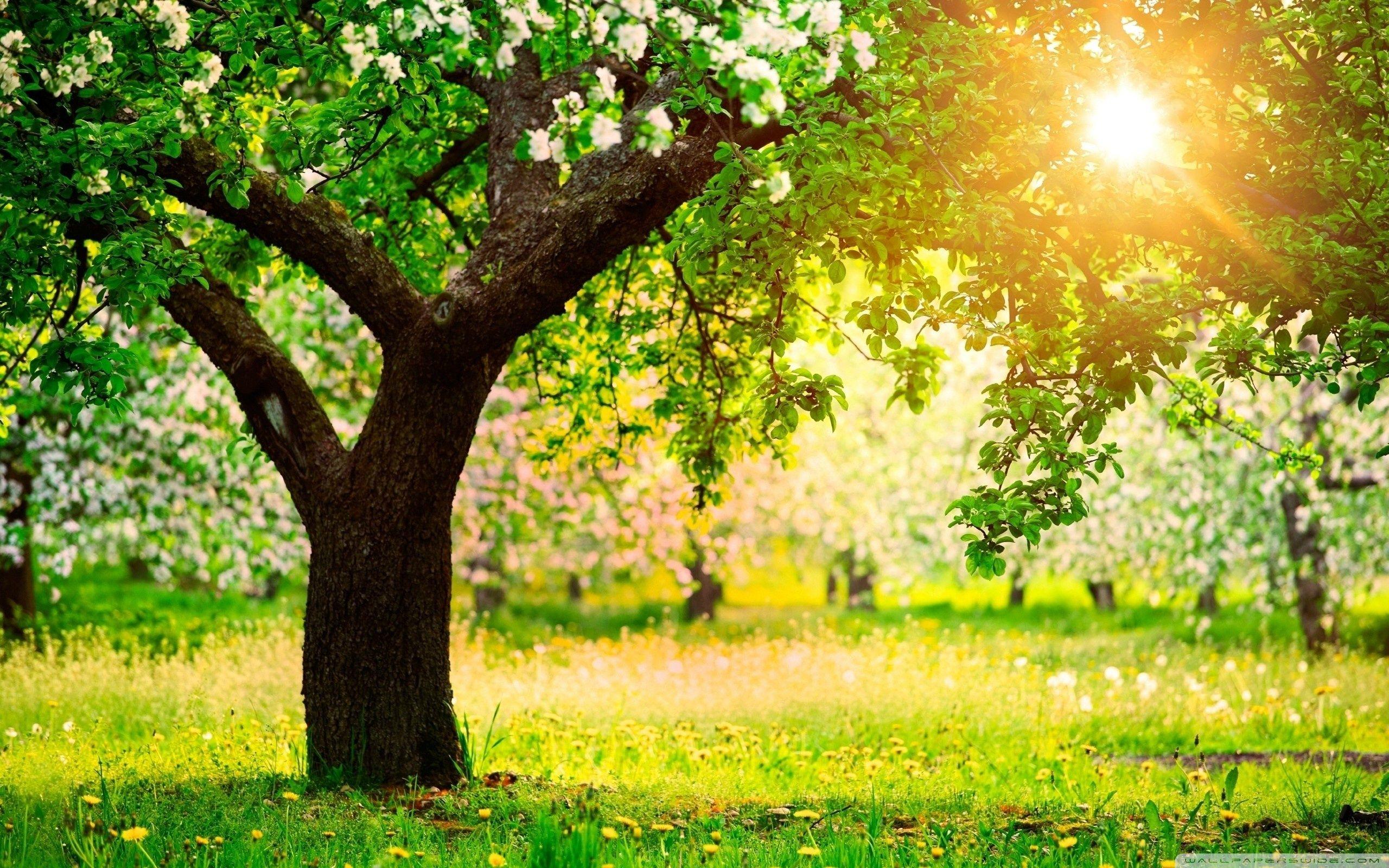 Natural Light Wallpapers - Top Free Natural Light Backgrounds ...