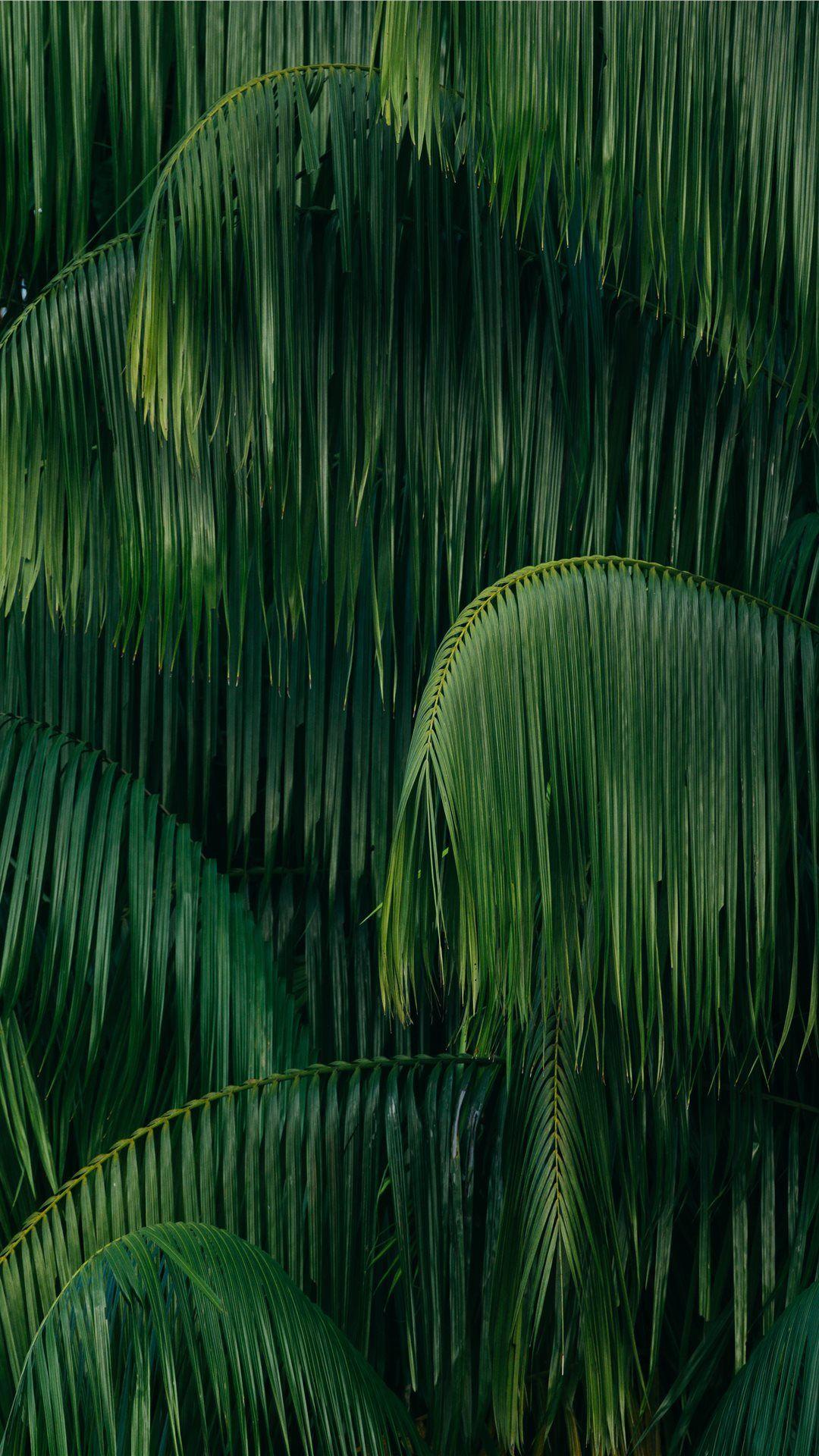 Palm Tree Leaf Wallpapers - Top Free Palm Tree Leaf Backgrounds ...
