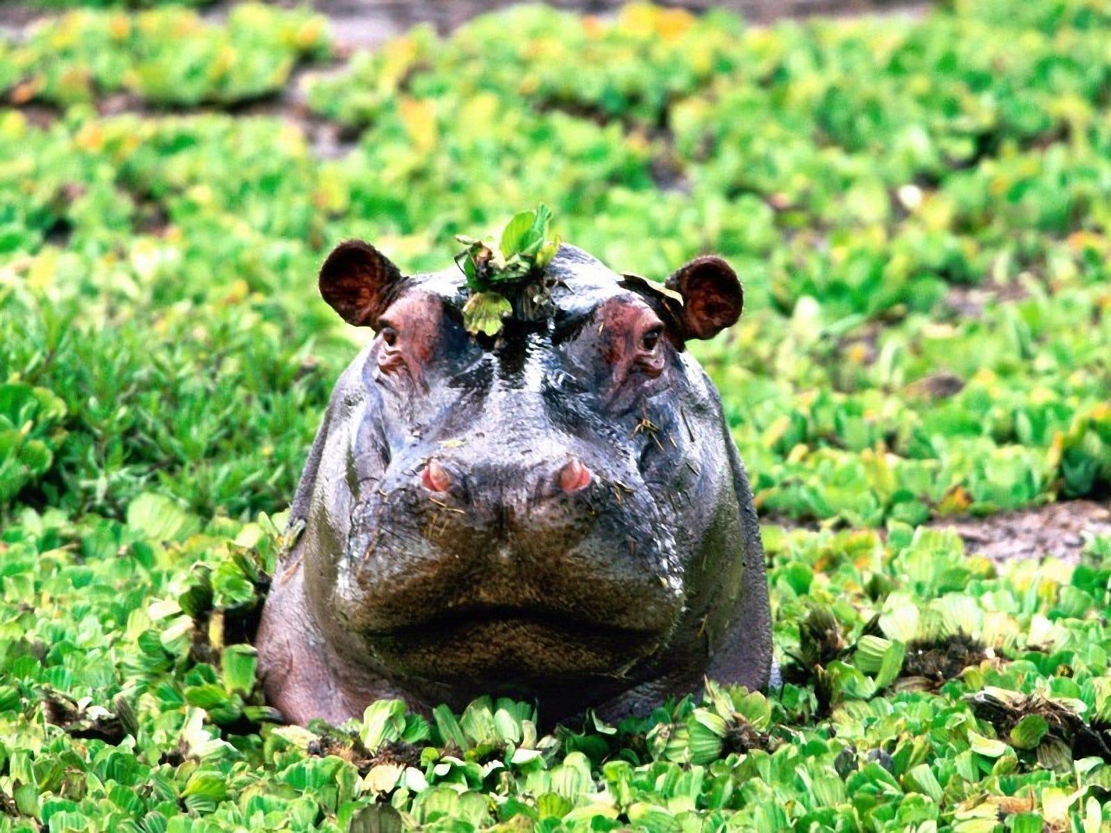 Cute Hippo Wallpapers - Top Free Cute Hippo Backgrounds - WallpaperAccess