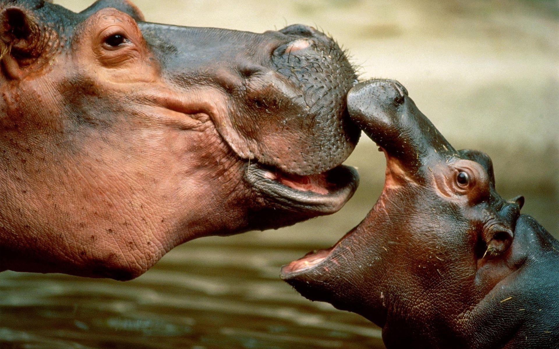 Cute Hippo Wallpapers - Top Free Cute Hippo Backgrounds - WallpaperAccess