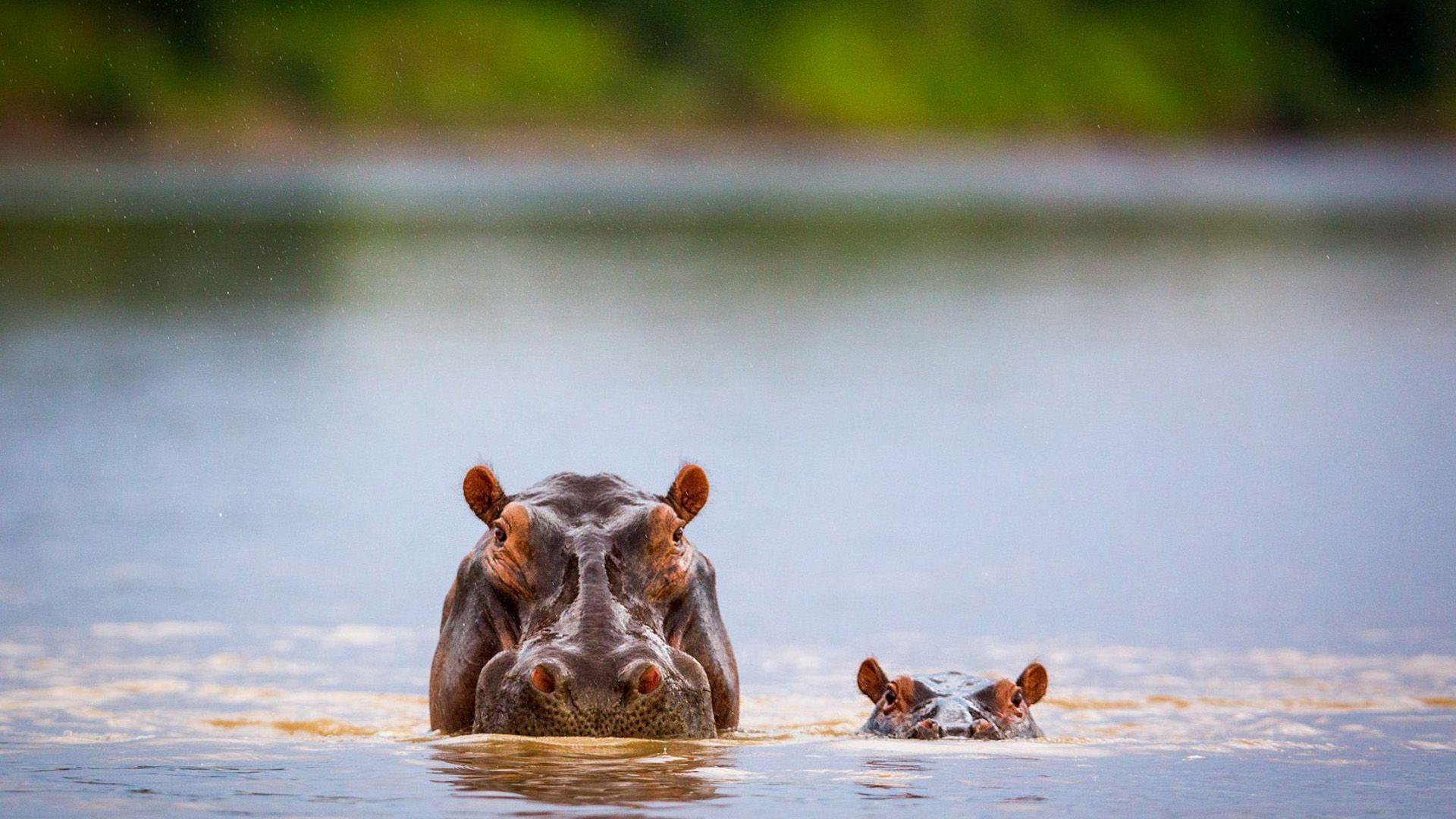 Cute Hippo Wallpaper