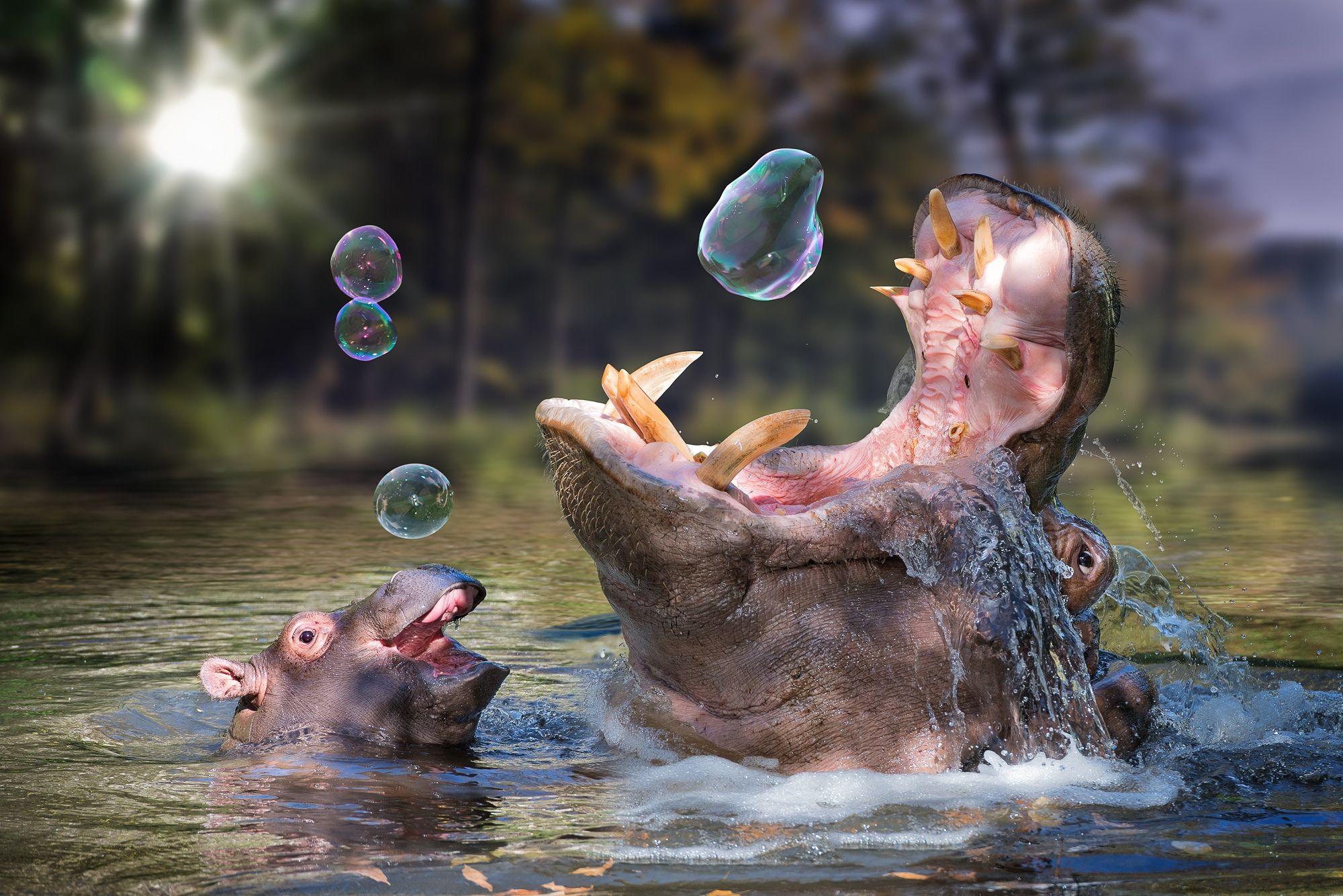 Cute Hippo Wallpapers - Top Free Cute Hippo Backgrounds - WallpaperAccess