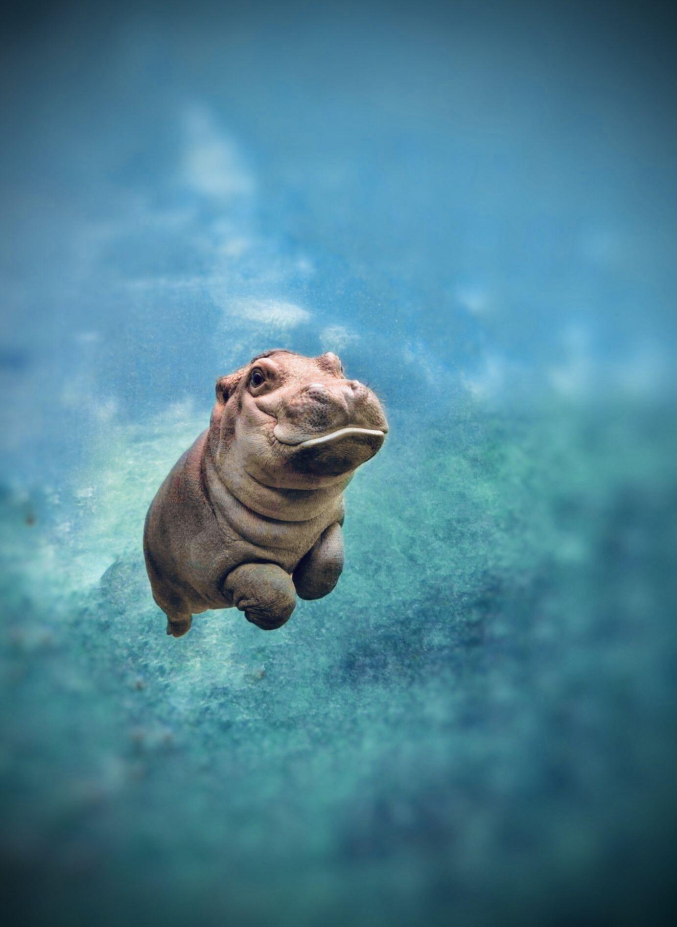 Cute Hippo Wallpapers - Top Free Cute Hippo Backgrounds - WallpaperAccess