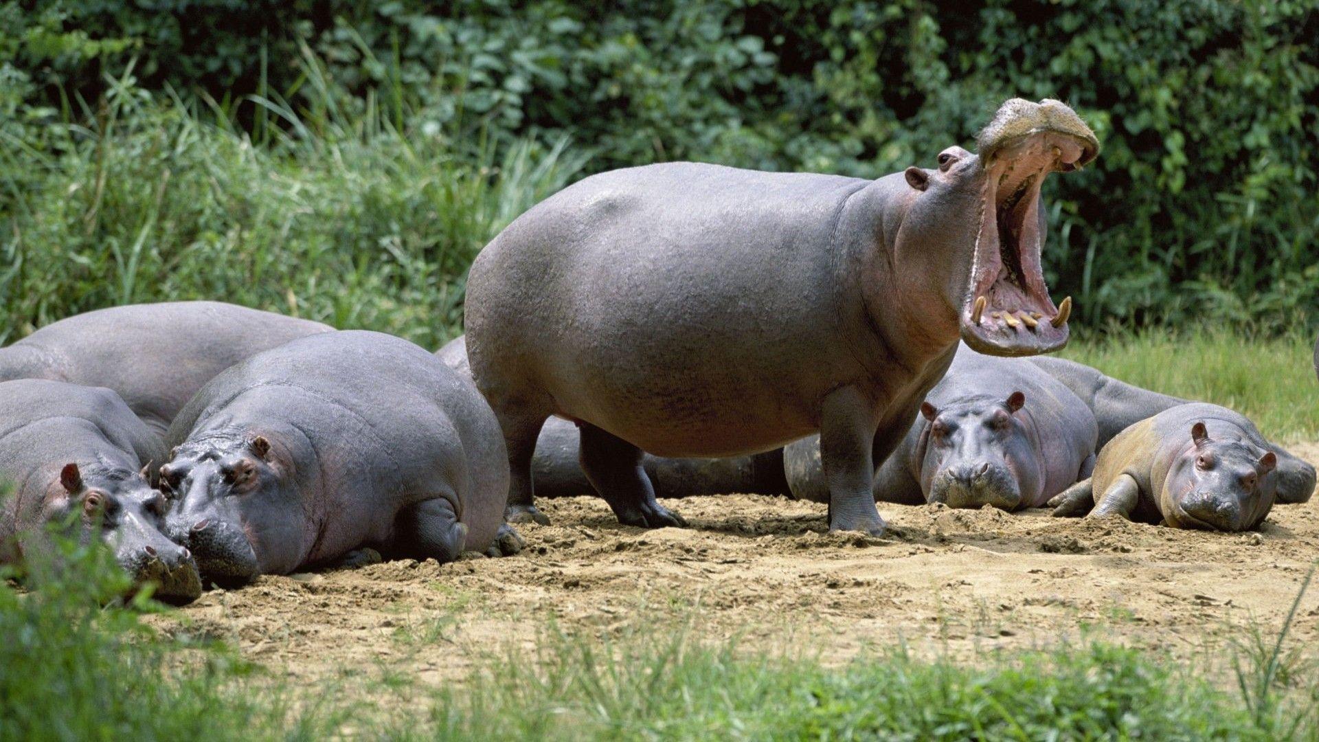 Cute Hippo Wallpapers - Top Free Cute Hippo Backgrounds - WallpaperAccess