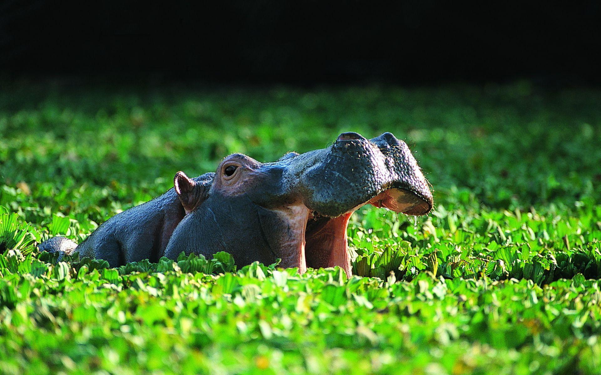 Cute Hippo Wallpapers - Top Free Cute Hippo Backgrounds - WallpaperAccess