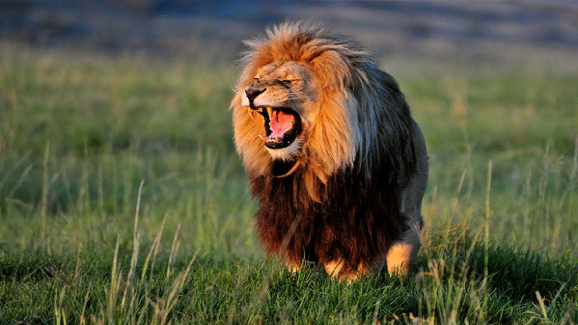 Amazing Pictures Of Lions