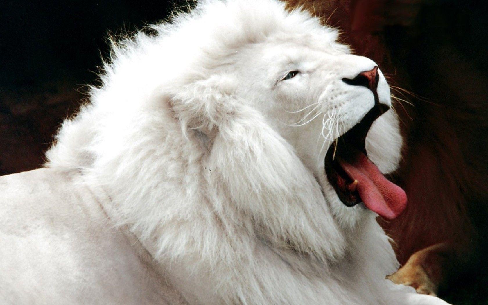 Beautiful Lions Wallpapers - Top Free Beautiful Lions Backgrounds ...