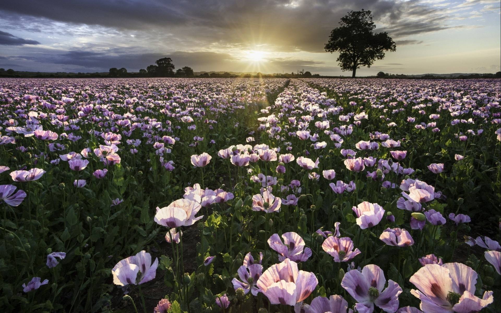 Flower Sunshine Wallpapers - Top Free Flower Sunshine Backgrounds ...