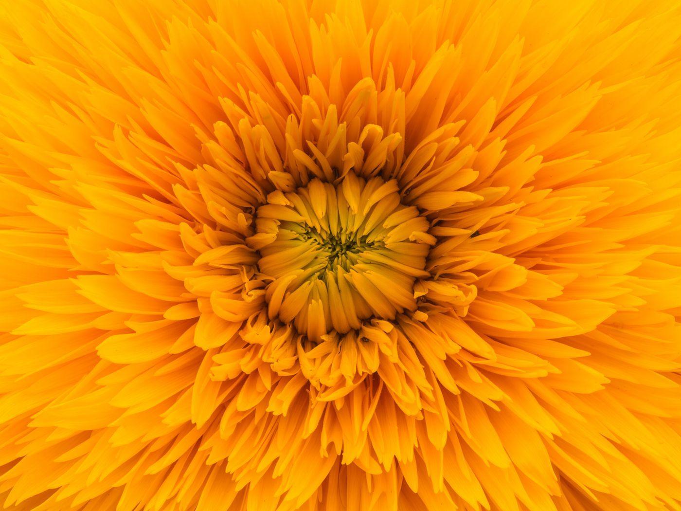 Flower Sunshine Wallpapers - Top Free Flower Sunshine Backgrounds ...