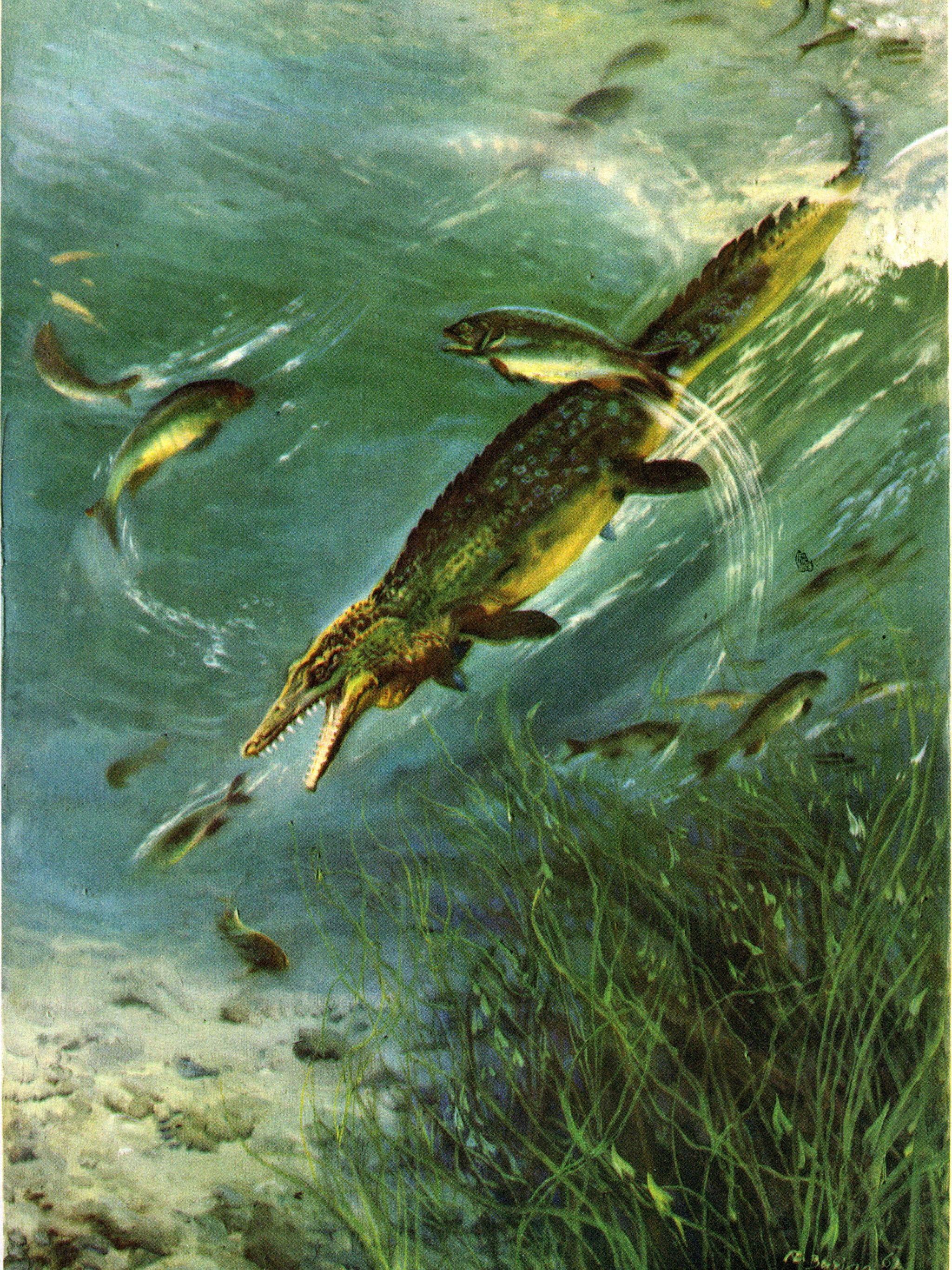 Mosasaur Wallpapers - Top Free Mosasaur Backgrounds - WallpaperAccess