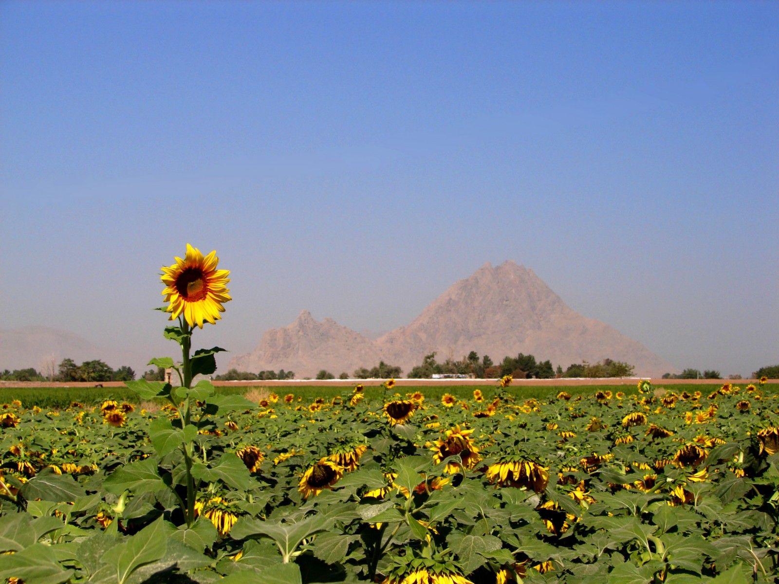 Persian Landscape Wallpapers - Top Free Persian Landscape Backgrounds ...