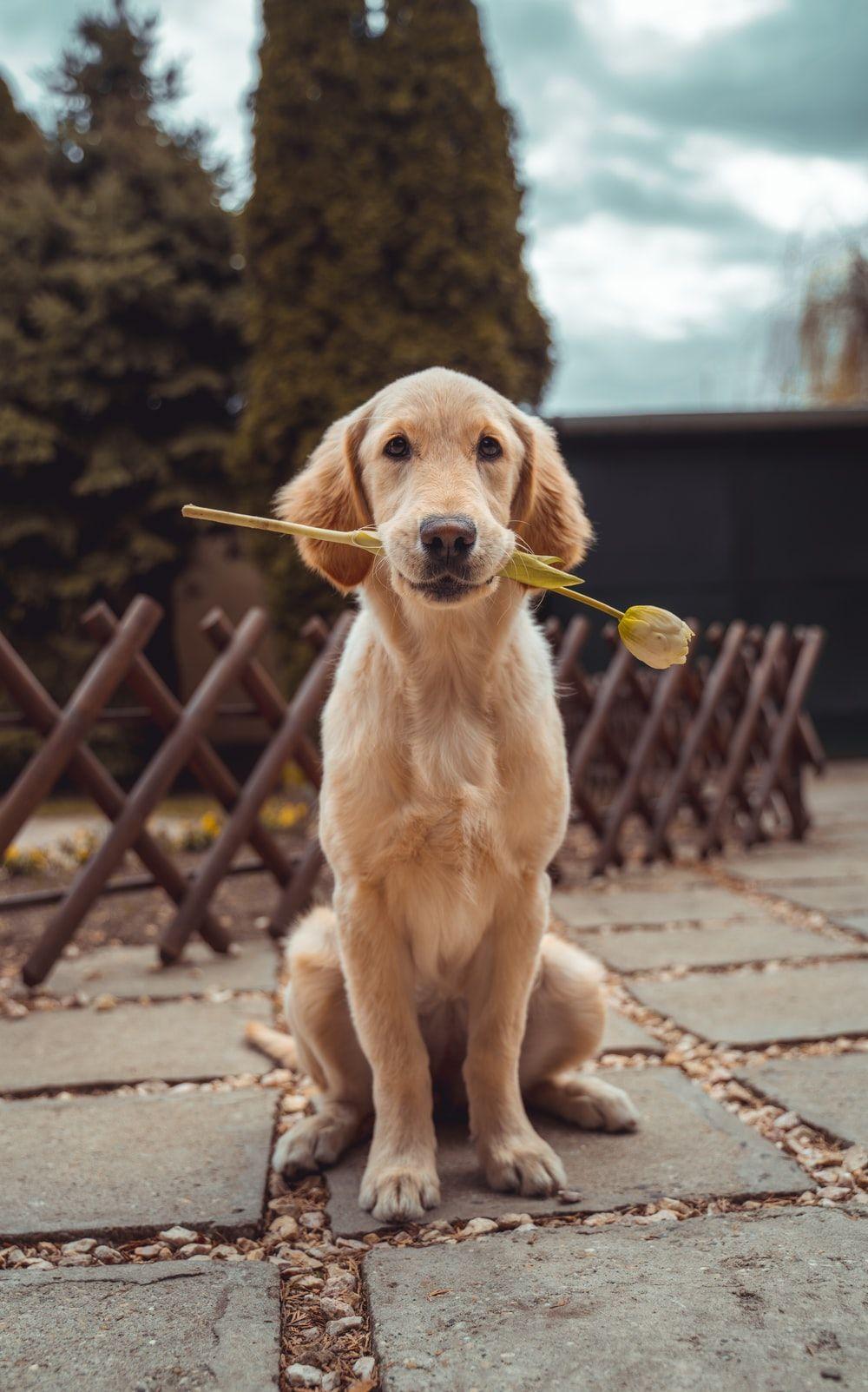 Dog Love Wallpapers - Top Free Dog Love Backgrounds - WallpaperAccess