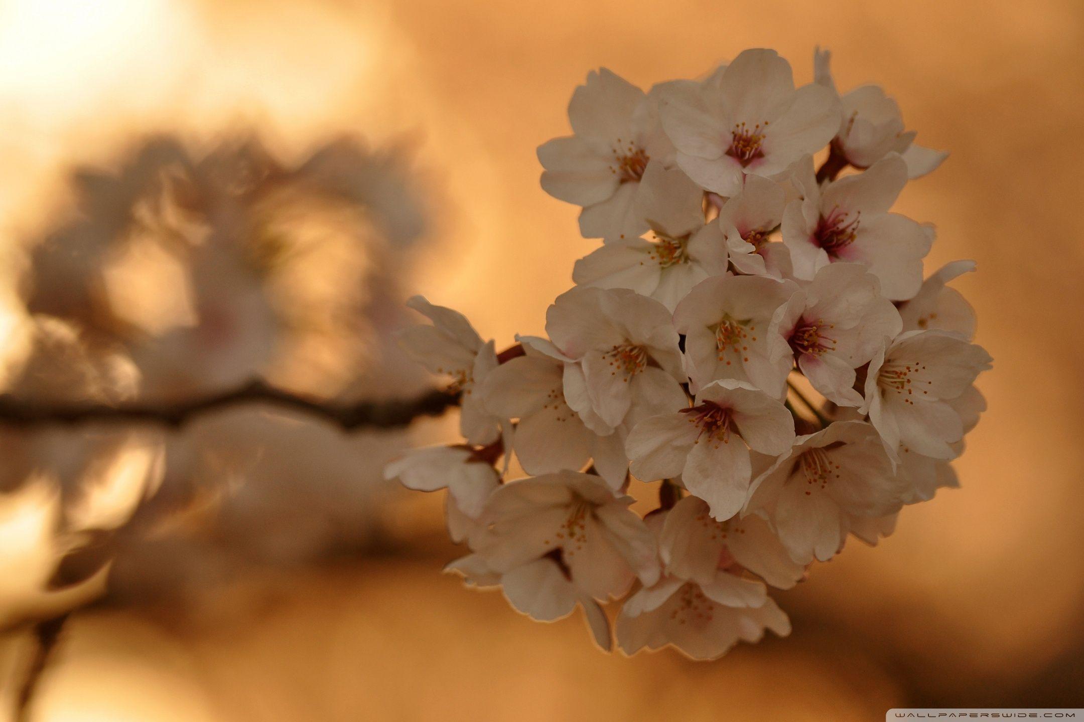 Sunset Cherry Blossom Wallpapers - Top Free Sunset Cherry Blossom ...