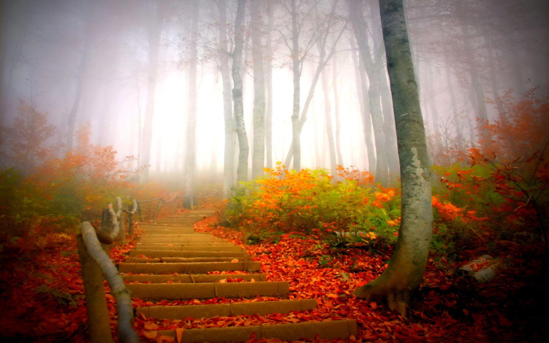 Fall Fog Wallpapers - Top Free Fall Fog Backgrounds - WallpaperAccess