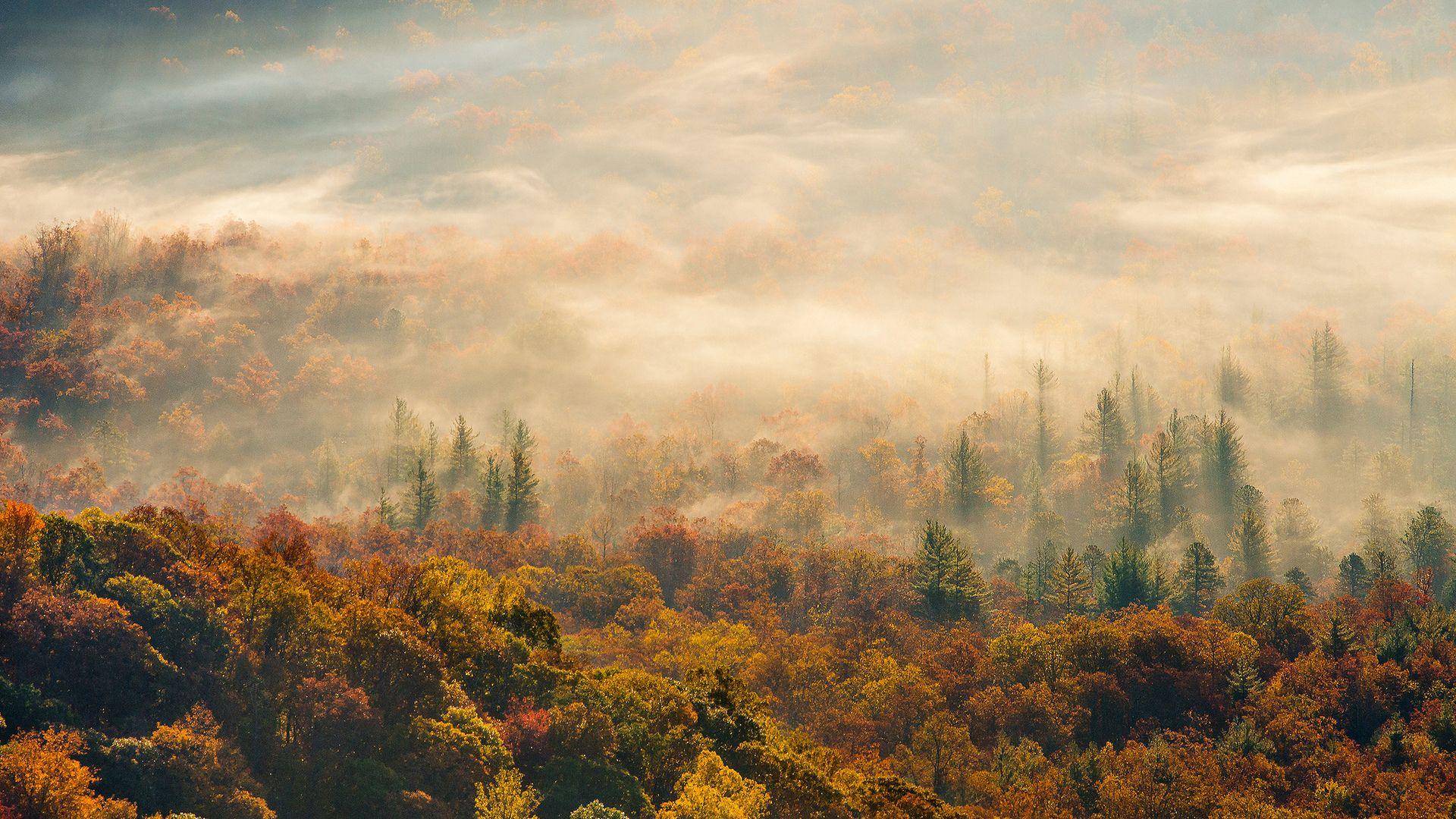 Fall Fog Wallpapers - Top Free Fall Fog Backgrounds - WallpaperAccess