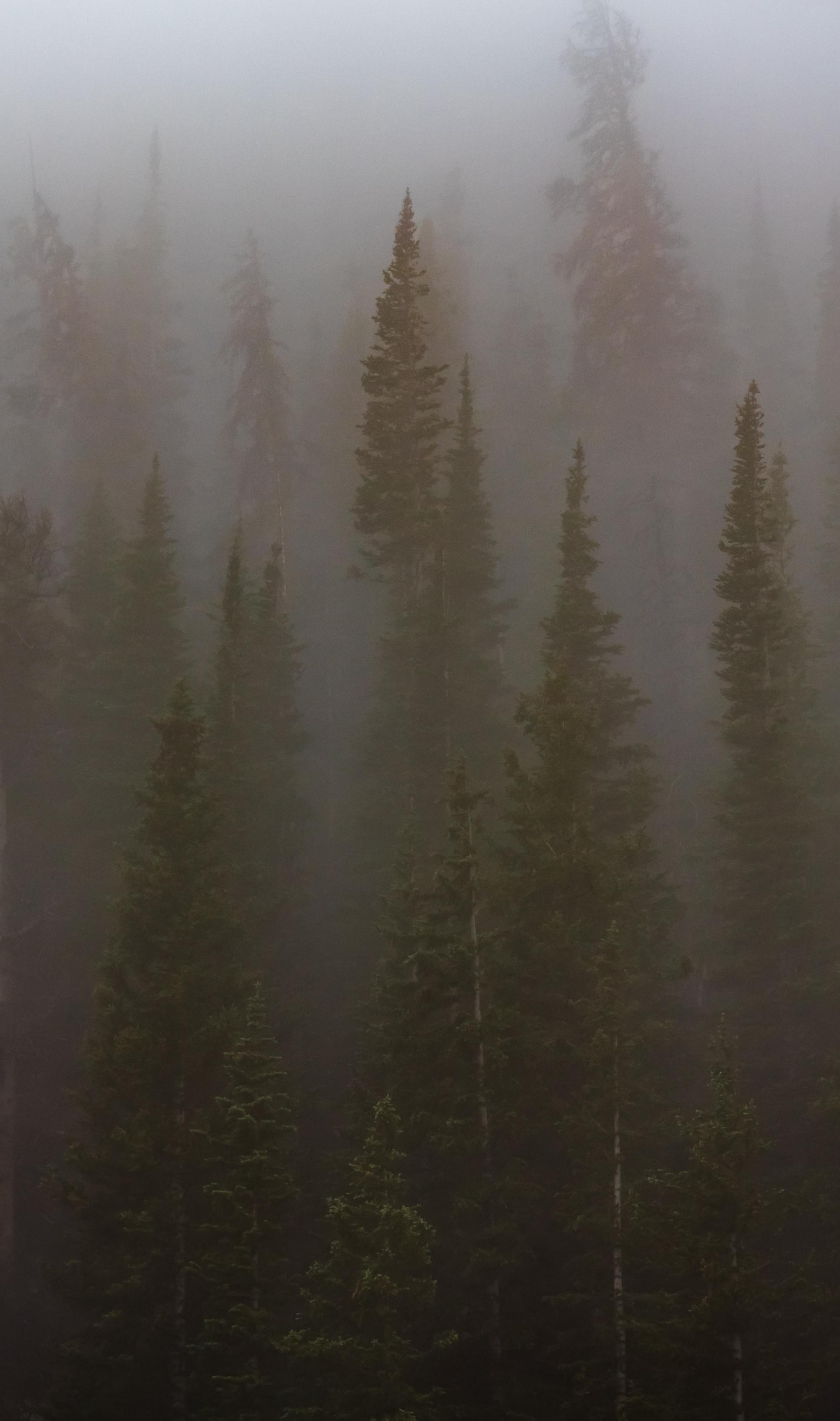 Foggy Morning Wallpapers - Top Free Foggy Morning Backgrounds ...