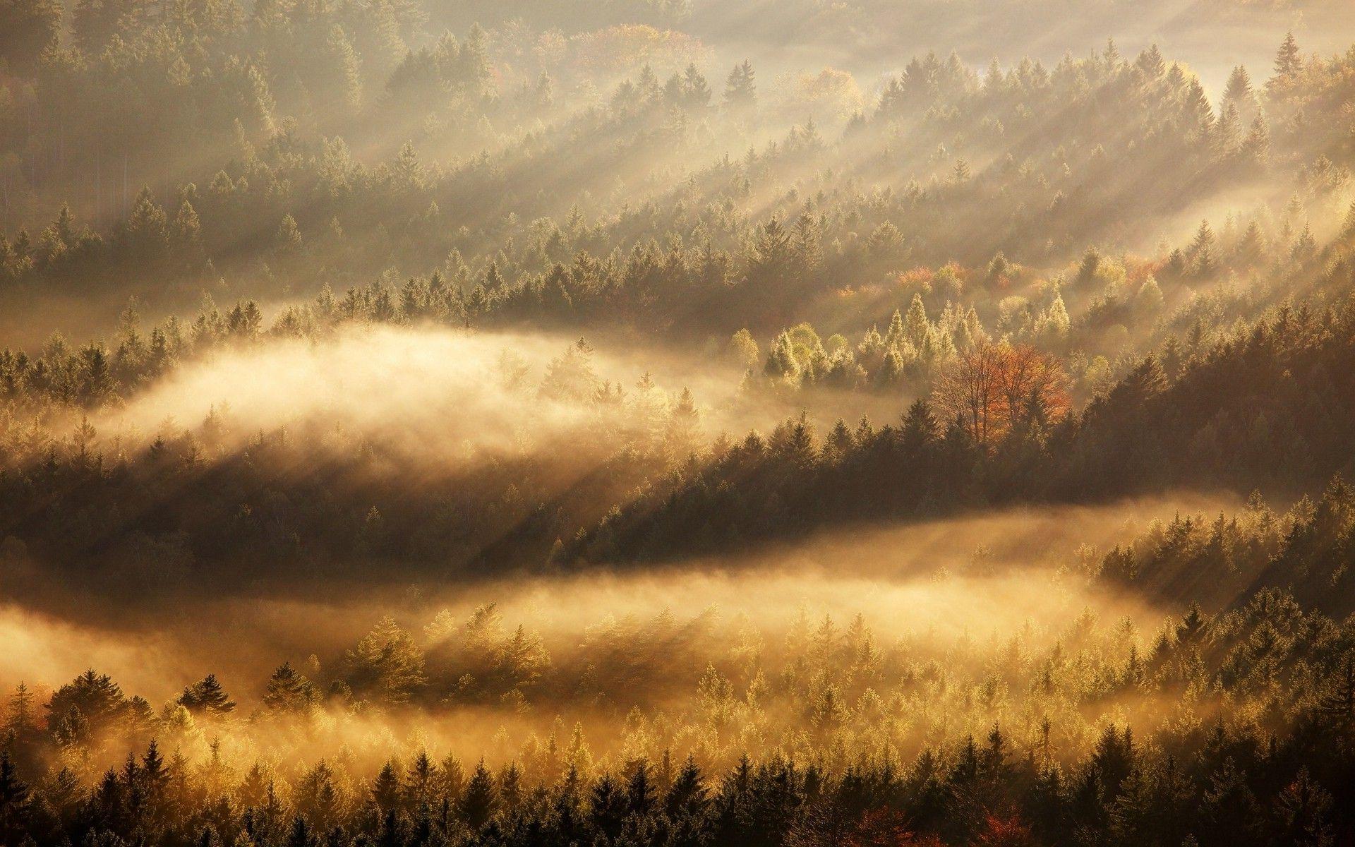 Fall Fog Wallpapers - Top Free Fall Fog Backgrounds - WallpaperAccess