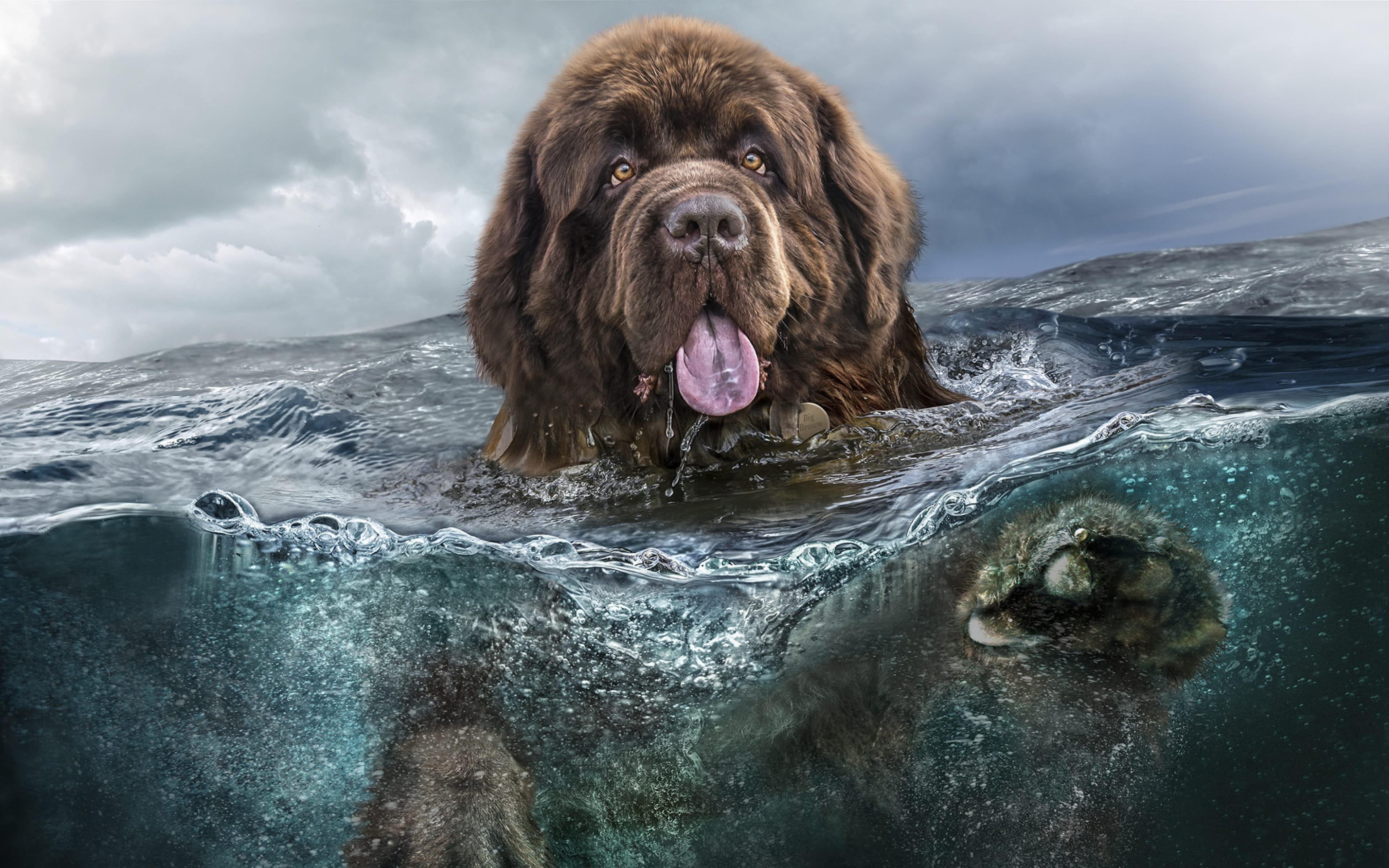 Newfoundland Puppy Wallpapers - Top Free Newfoundland Puppy Backgrounds ...